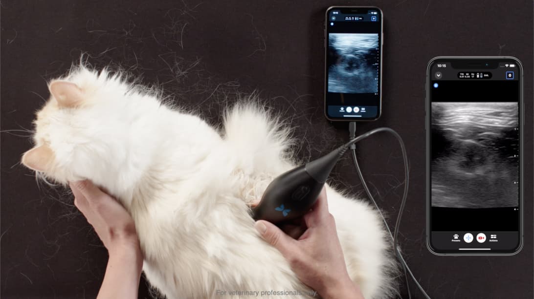 Best Veterinary portable ultrasound for any animal | iQ+ Vet