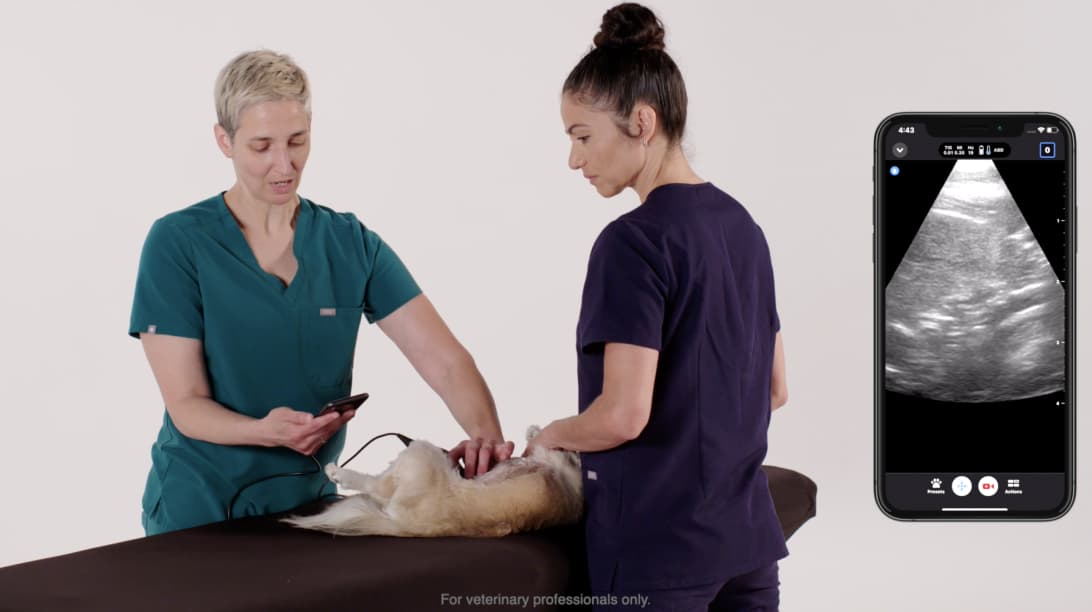 Best Veterinary portable ultrasound for any animal | iQ+ Vet