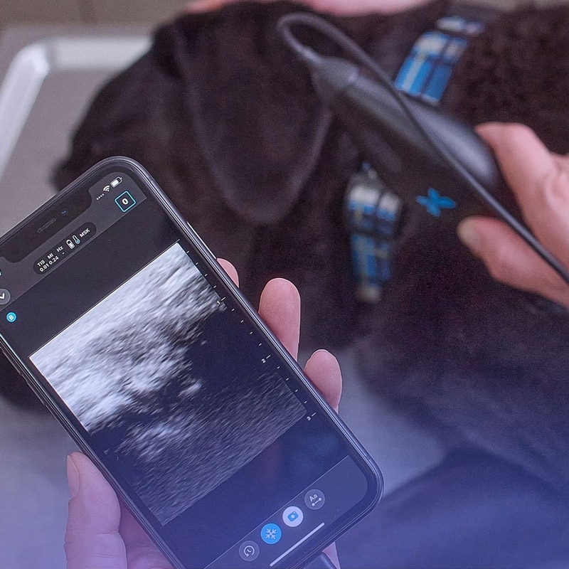 Best Veterinary portable ultrasound for any animal | iQ+ Vet