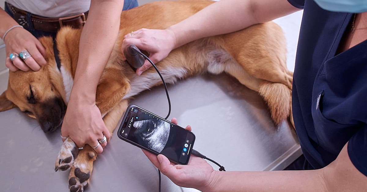 Watch Butterfly's veterinary ultrasound webinars