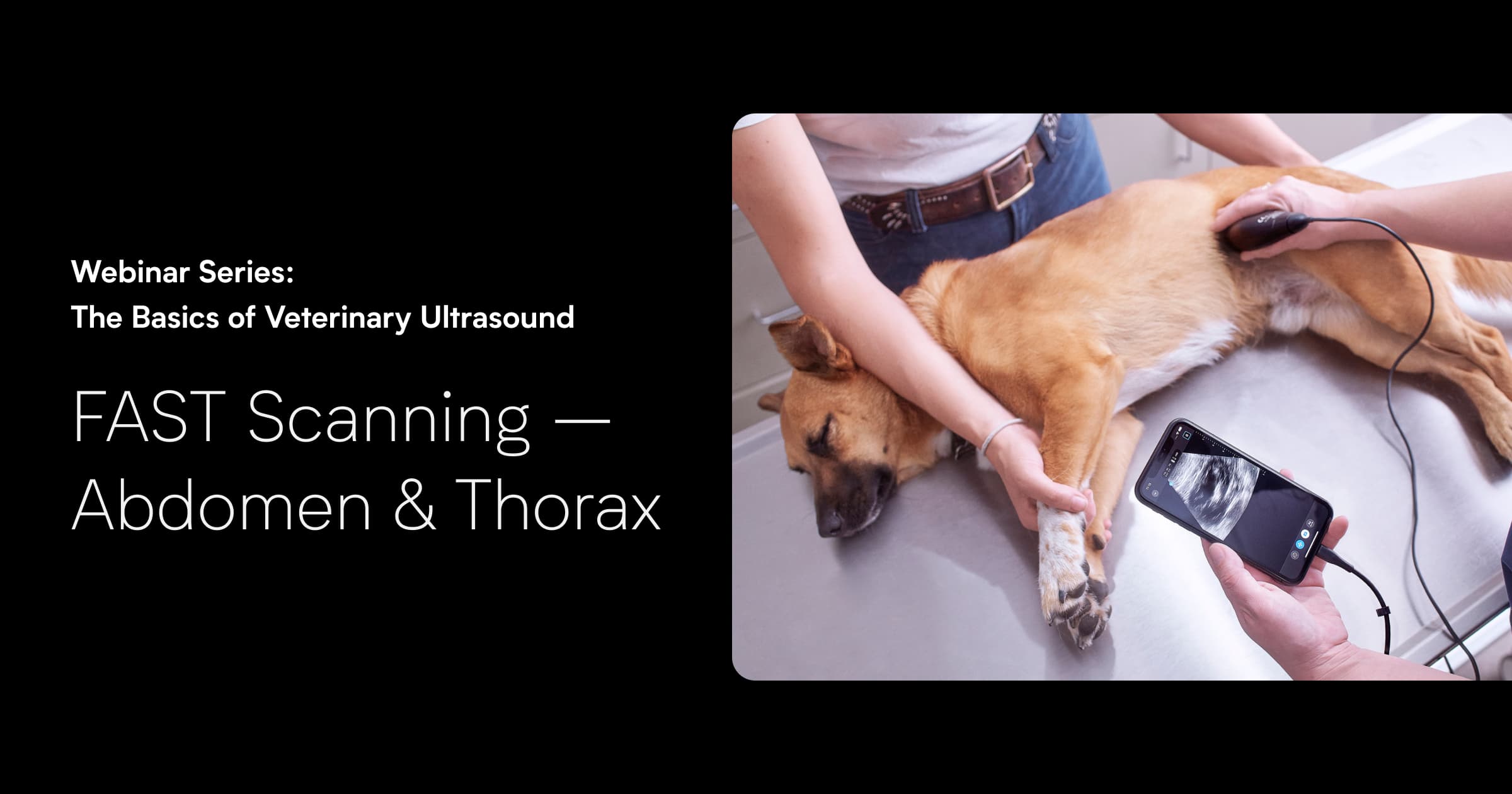 An expert-led tutorial of veterinary FAST scanning