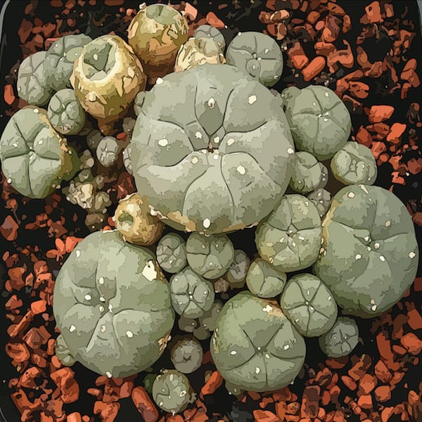 Peyote
