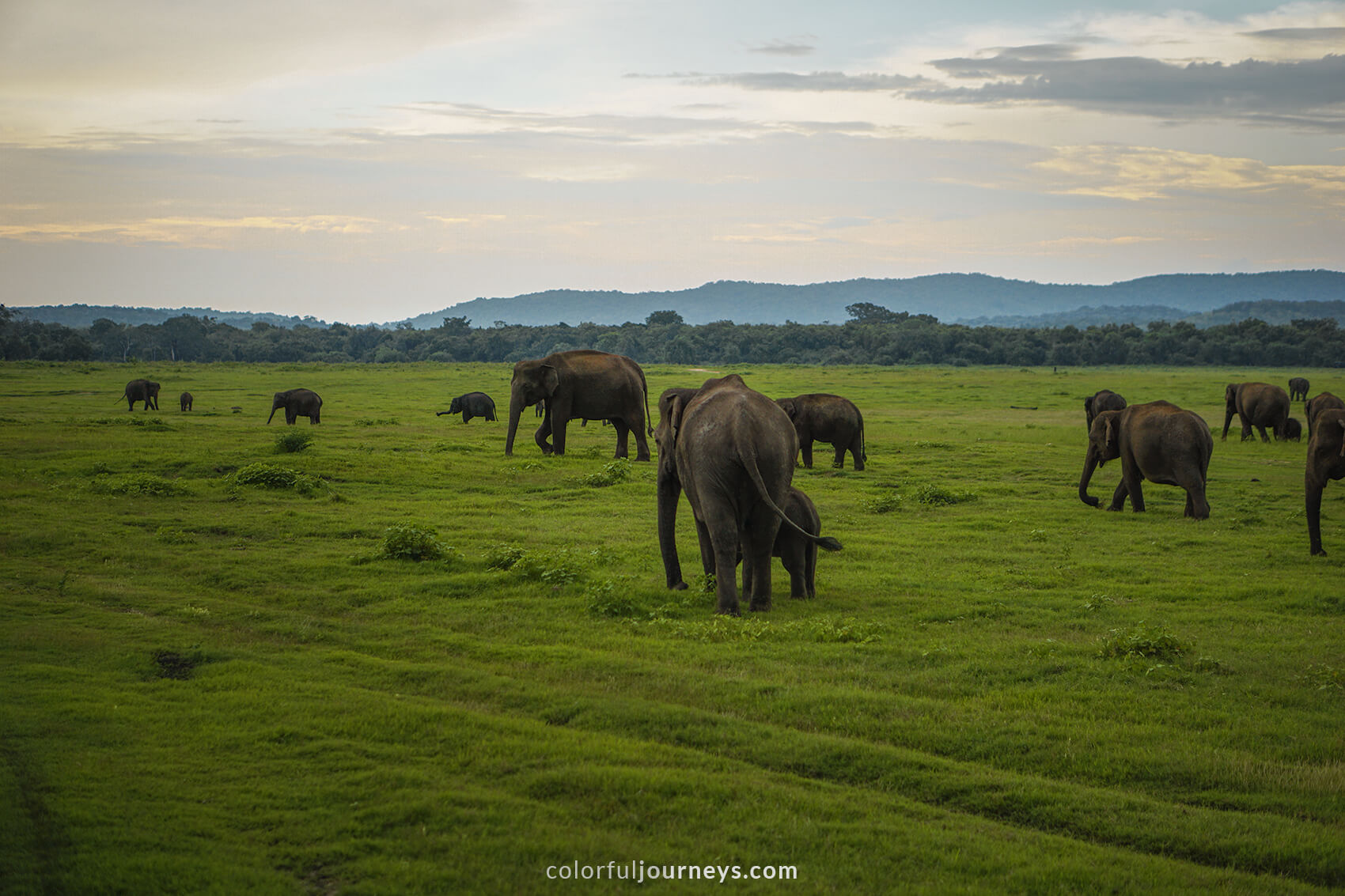 Elephant Gathering in Minneriya National Park