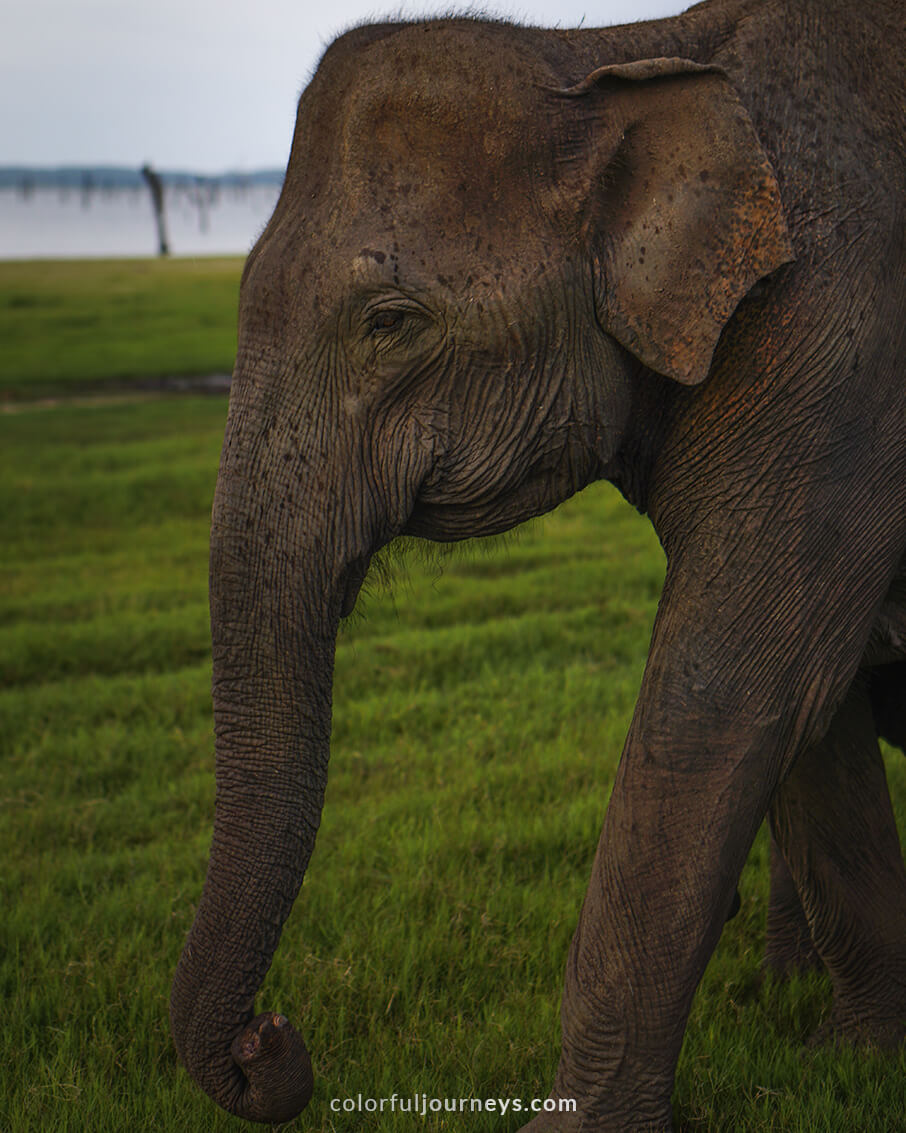 Elephant Gathering in Minneriya National Park
