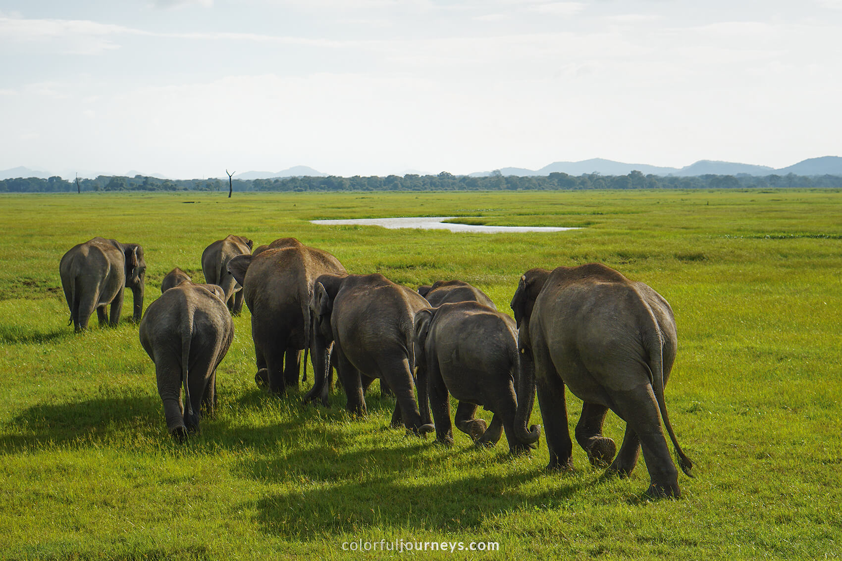 Elephant Gathering in Minneriya National Park