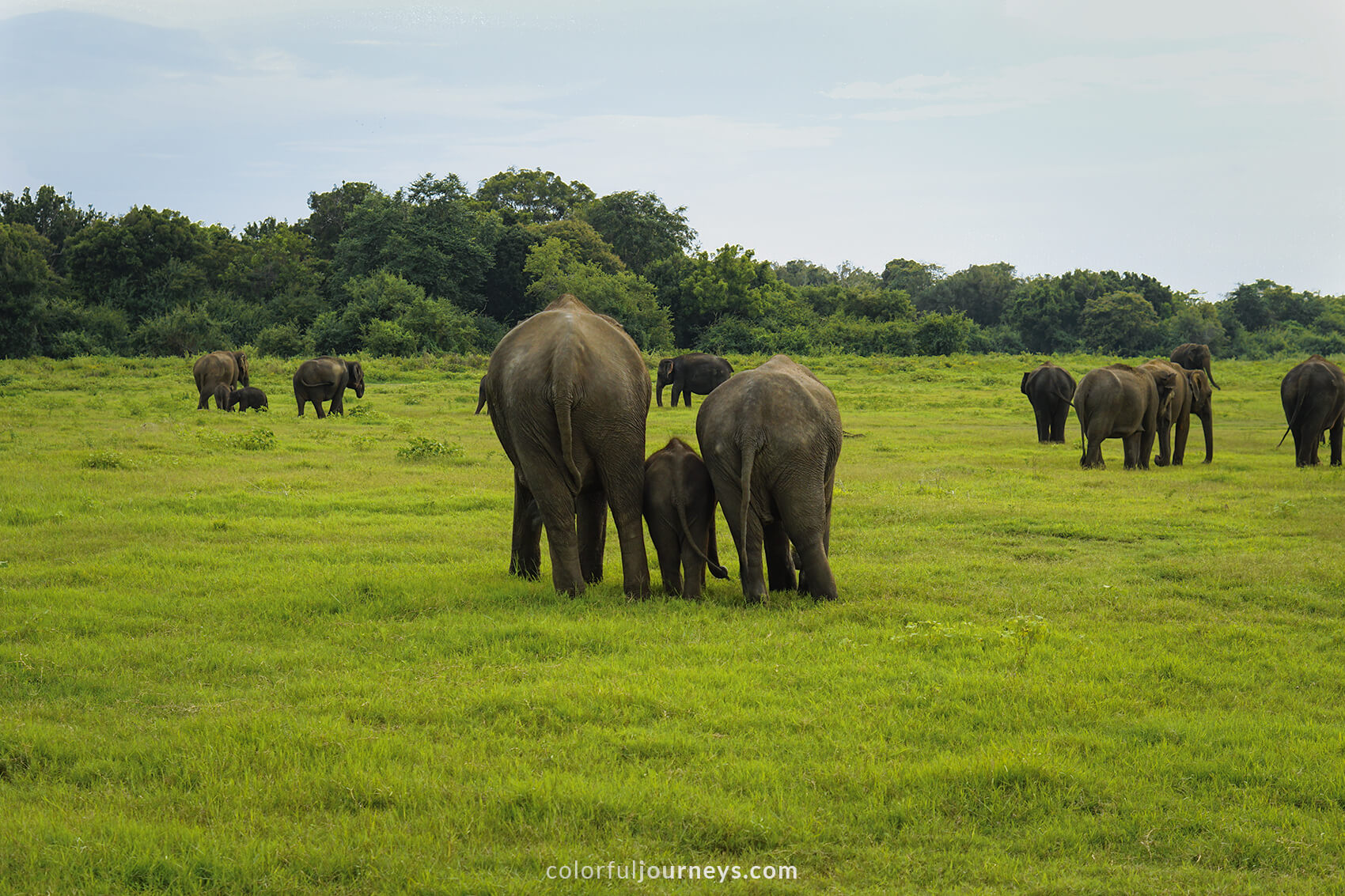 Elephant Gathering in Minneriya National Park
