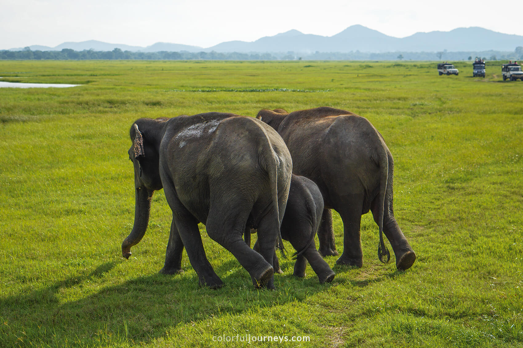 Elephant Gathering in Minneriya National Park