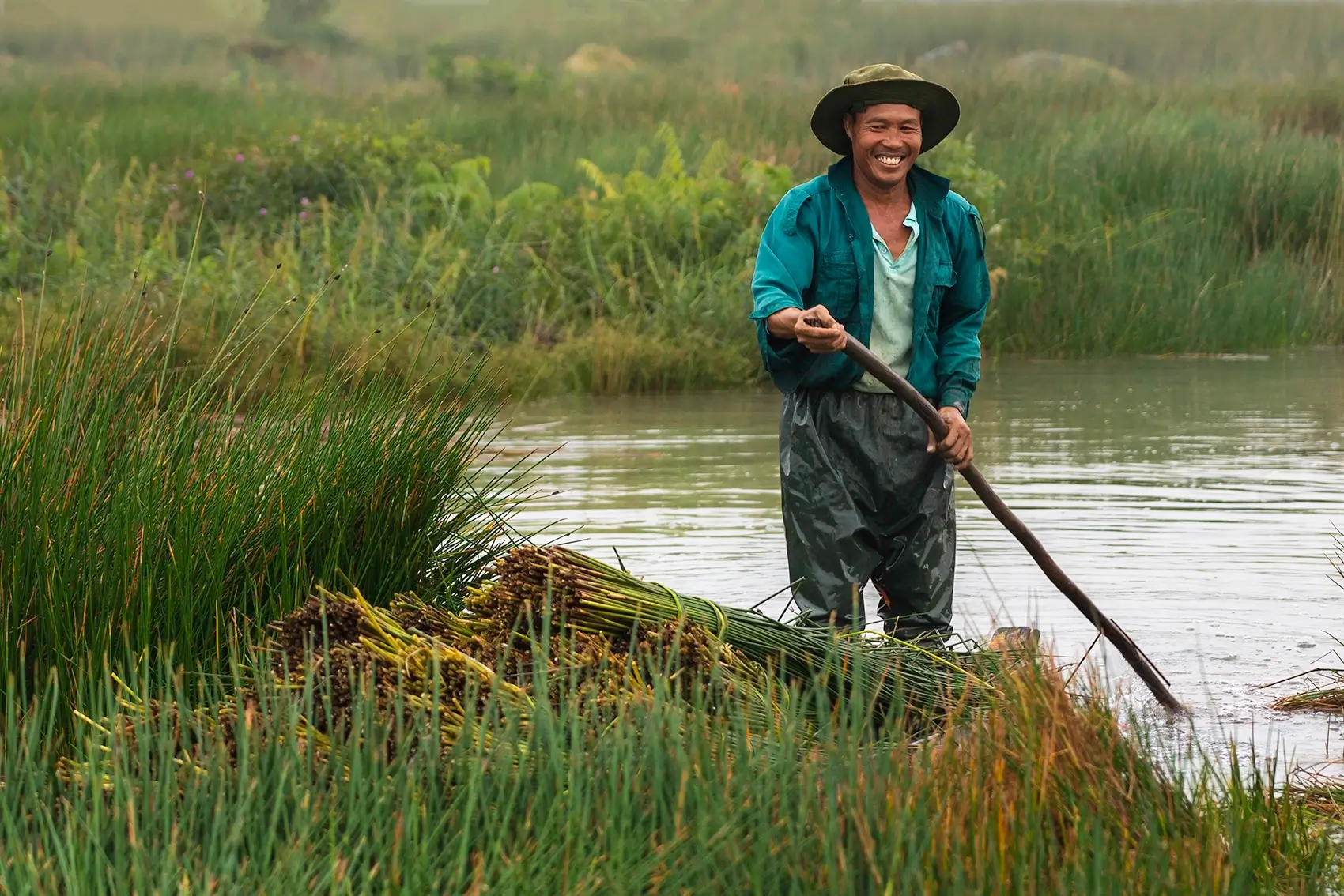Harvesting Bang Grass in My Hanh Bac, Vietnam
