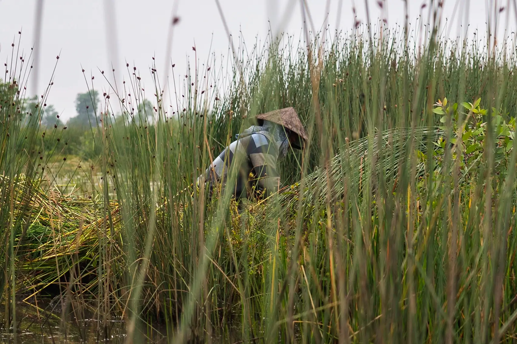 Harvesting Bang Grass in My Hanh Bac, Vietnam