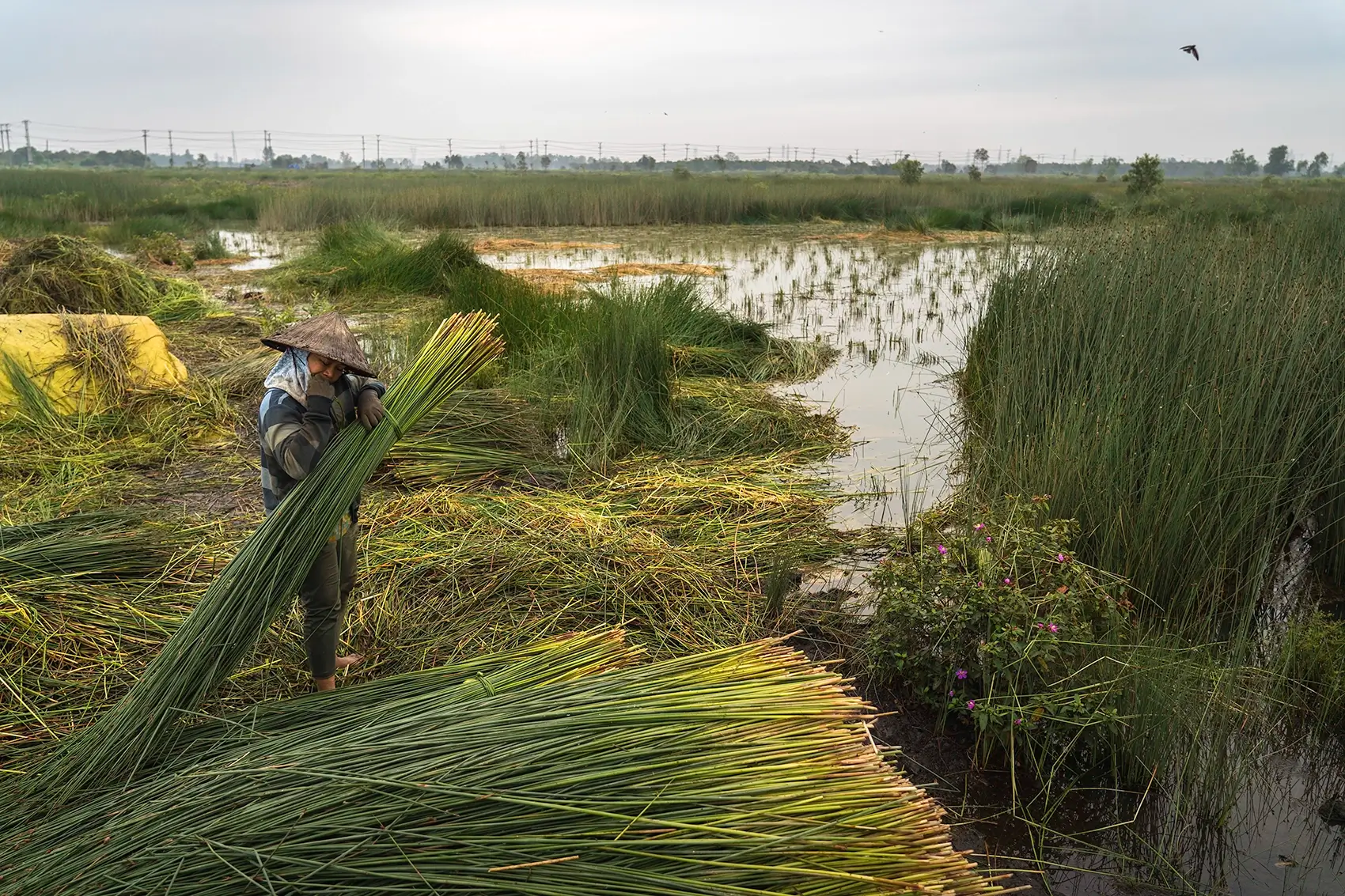 Harvesting Bang Grass in My Hanh Bac, Vietnam