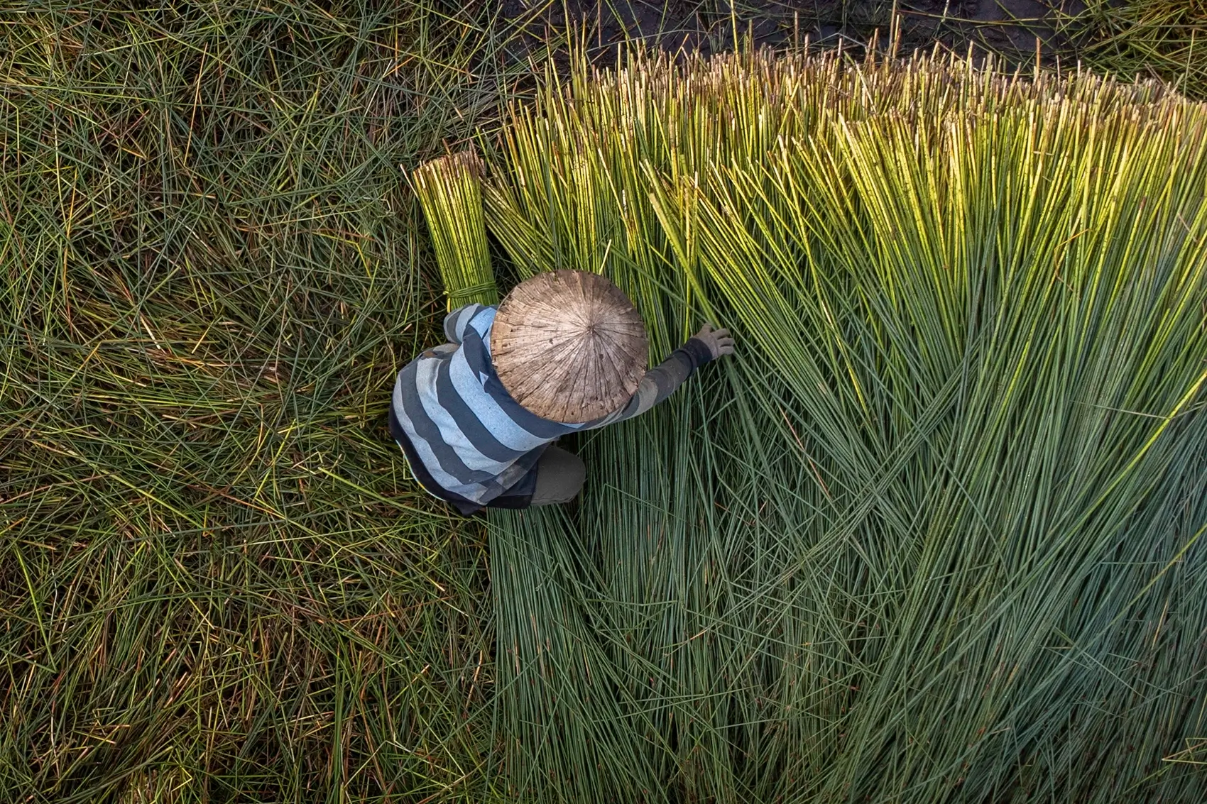 Harvesting Bang Grass in My Hanh Bac, Vietnam