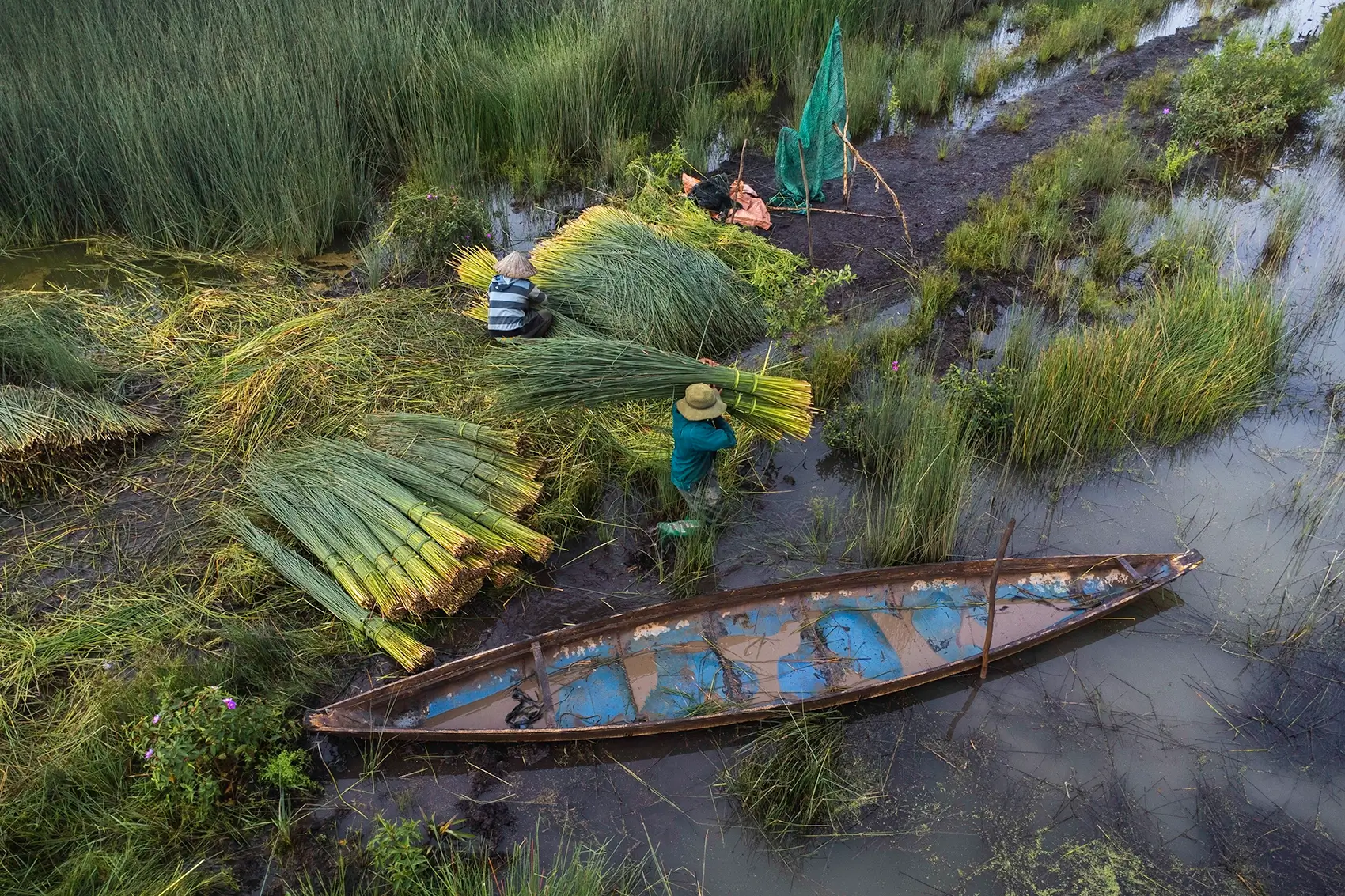 Harvesting Bang Grass in My Hanh Bac, Vietnam