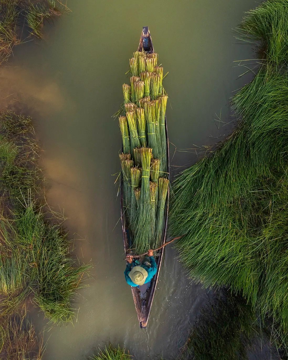 Harvesting Bang Grass in My Hanh Bac, Vietnam