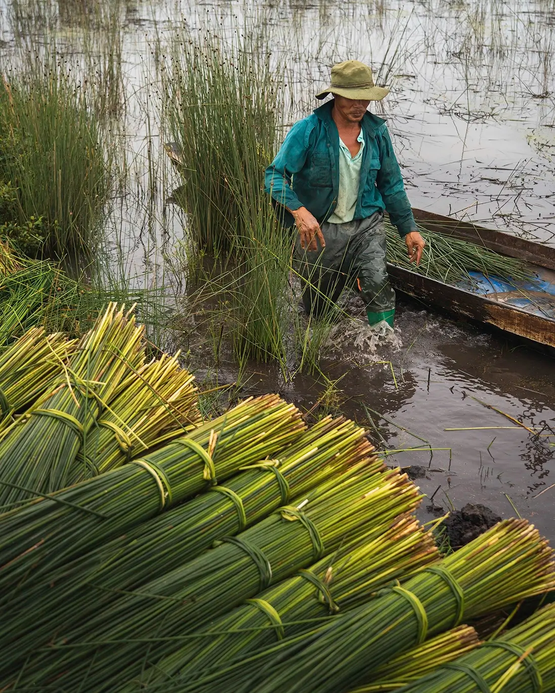 Harvesting Bang Grass in My Hanh Bac, Vietnam