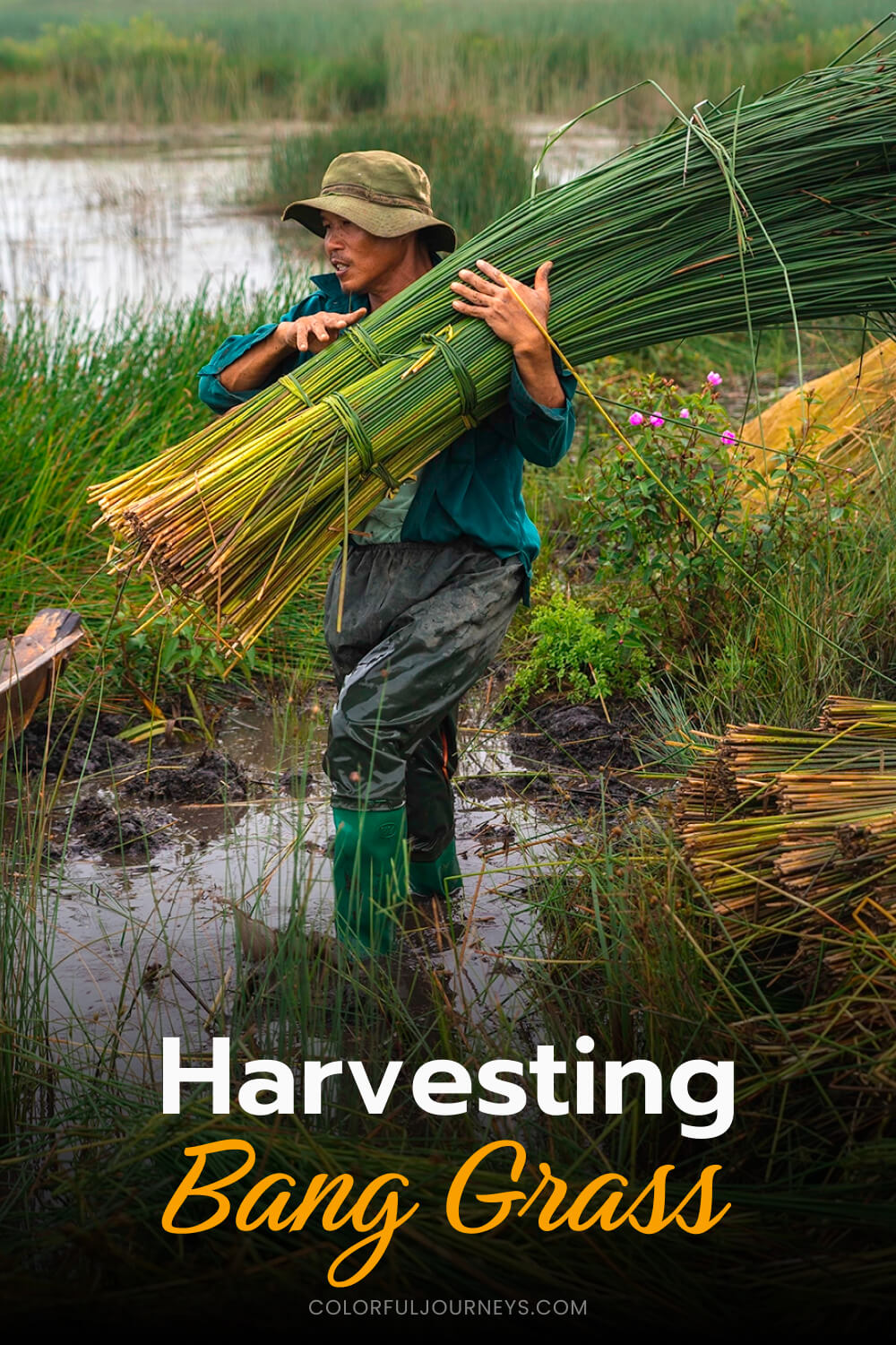Harvesting Bang Grass in My Hanh Bac, Vietnam