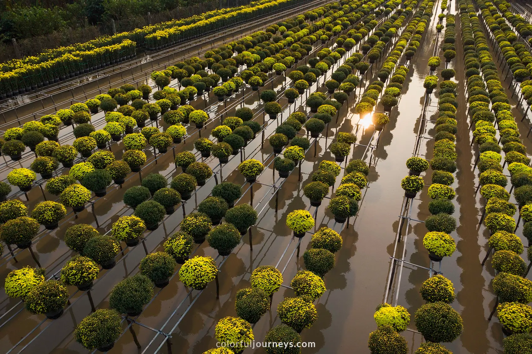 Discover Sa Dec Flower Village in Dong Thap