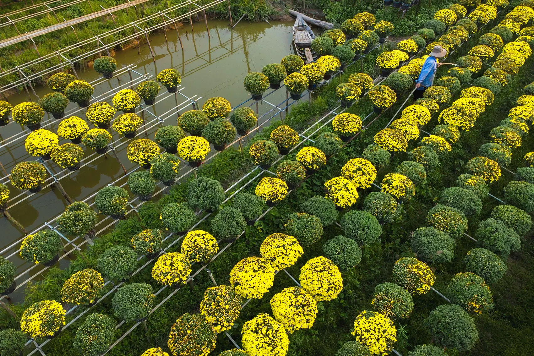 Discover Sa Dec Flower Village in Dong Thap