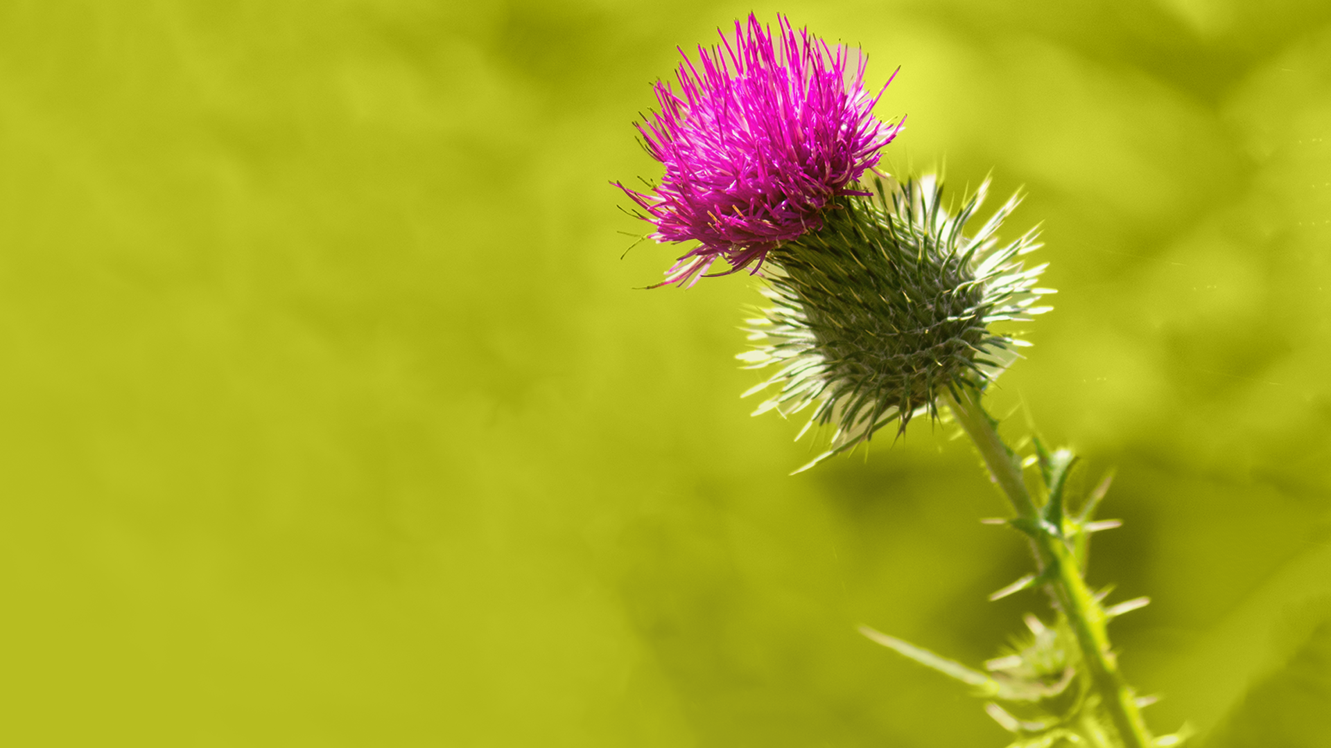 The Cure for Carnality