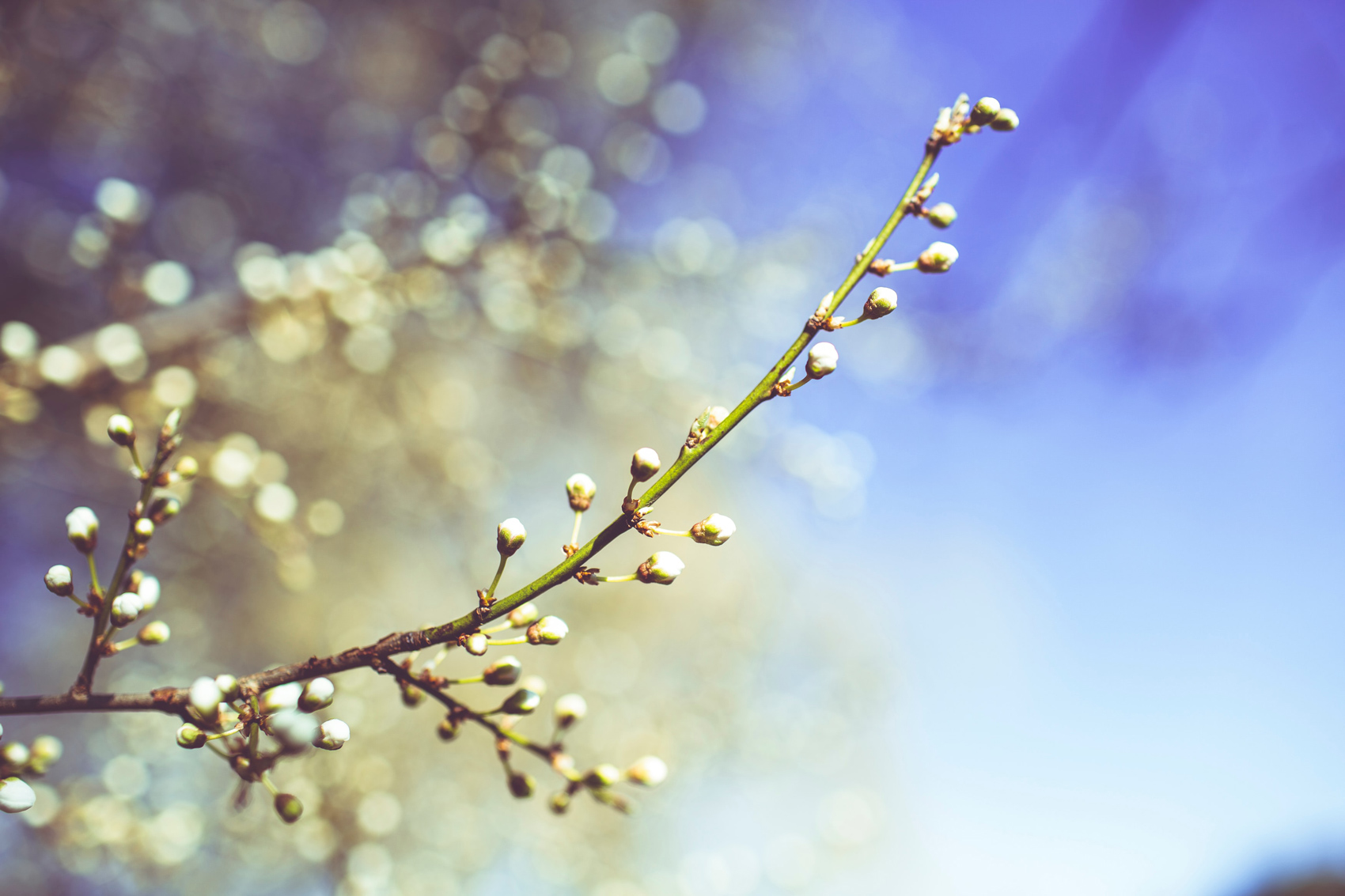 The Start of Spring | Brookstone Capital Management