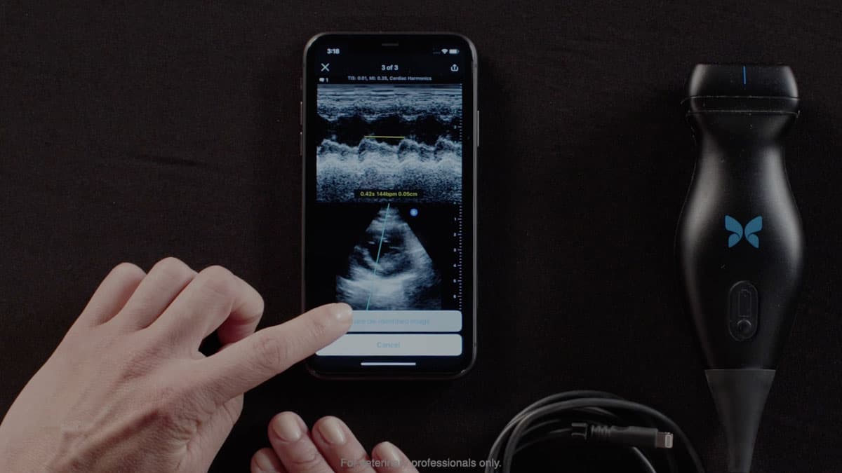 Butterfly veterinary ultrasound education