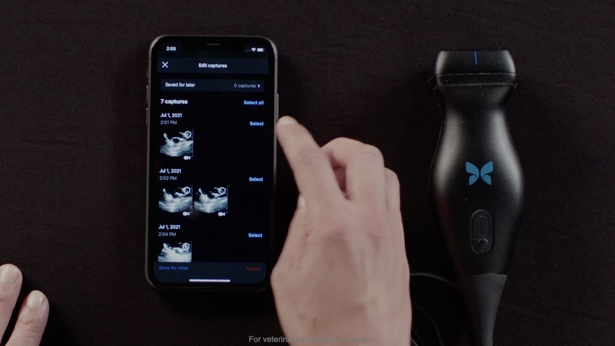 Butterfly veterinary ultrasound education