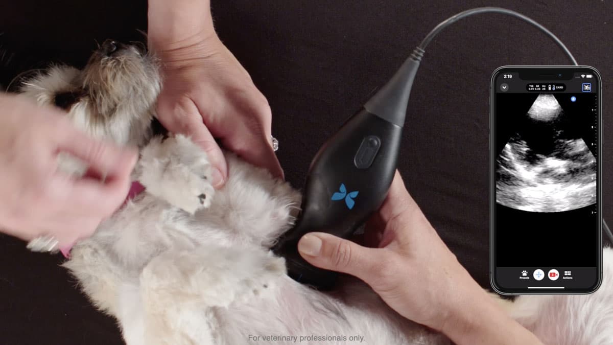 Butterfly veterinary ultrasound education