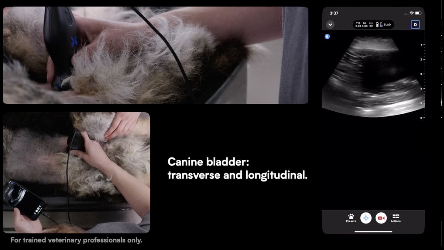 Butterfly veterinary ultrasound education