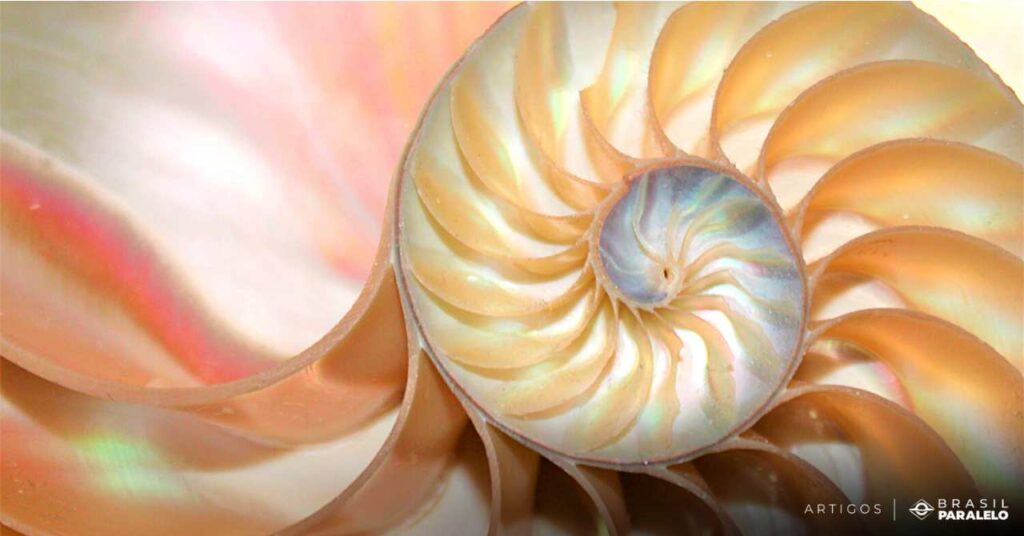 O Que é a Sequência de Fibonacci? Para Que Serve?