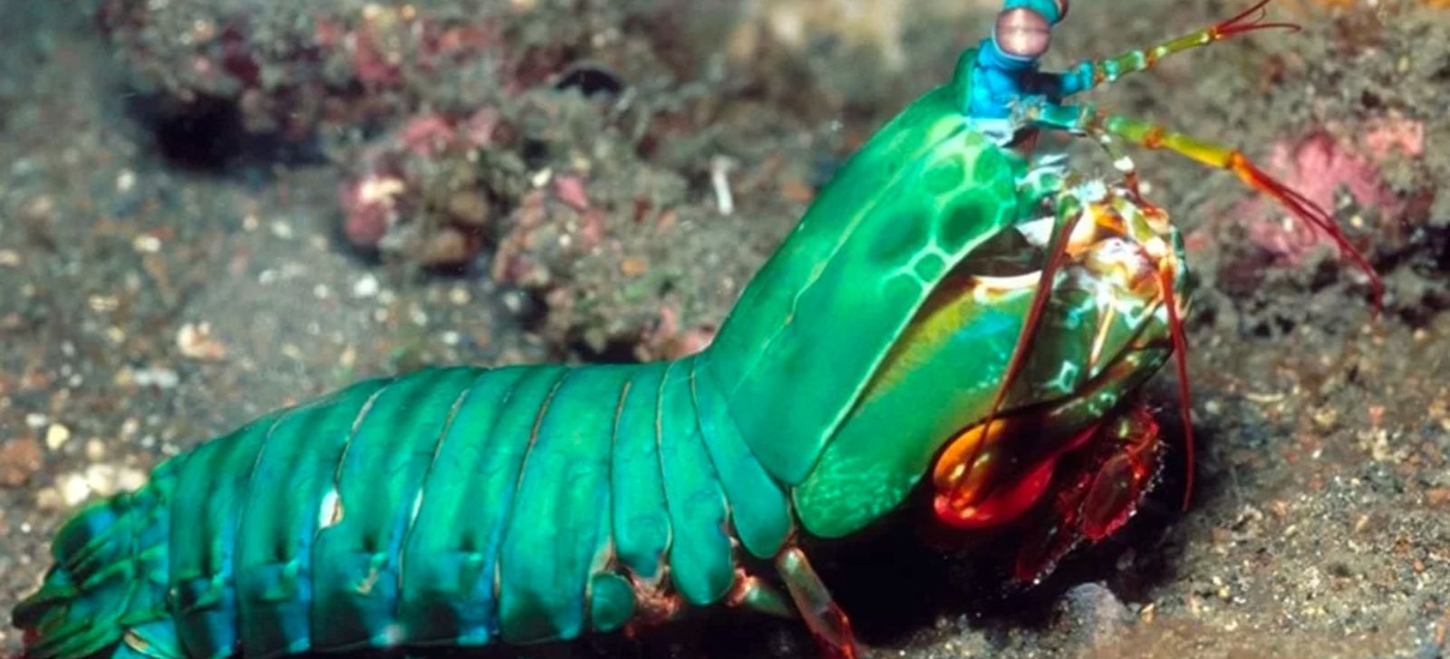 Conheça a Lagosta Boxeadora, o Terror dos Mares