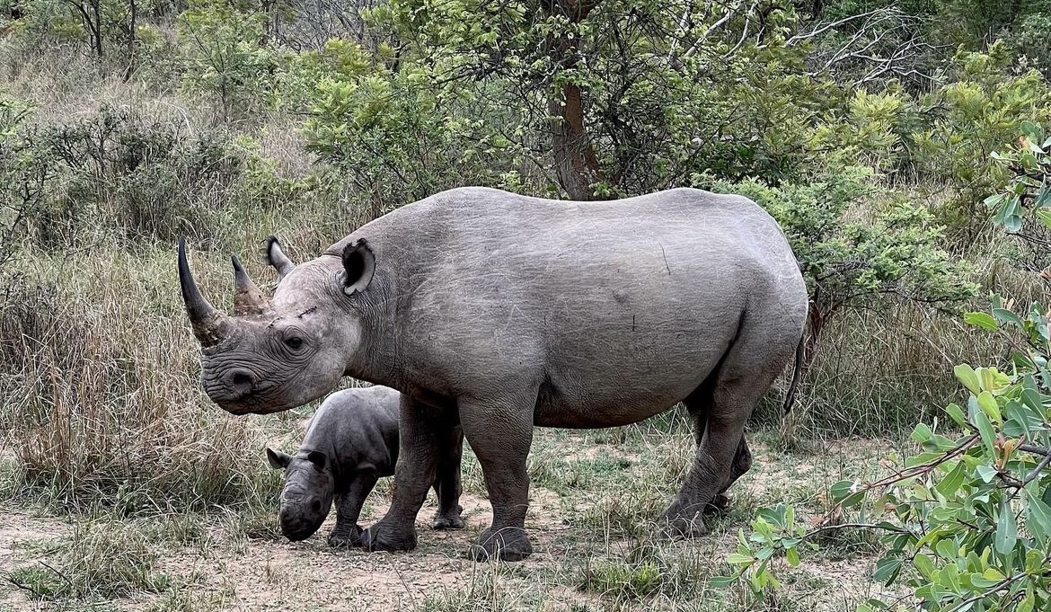 Visiting Imire in Zimbabwe and volunteering with horses and wild ...