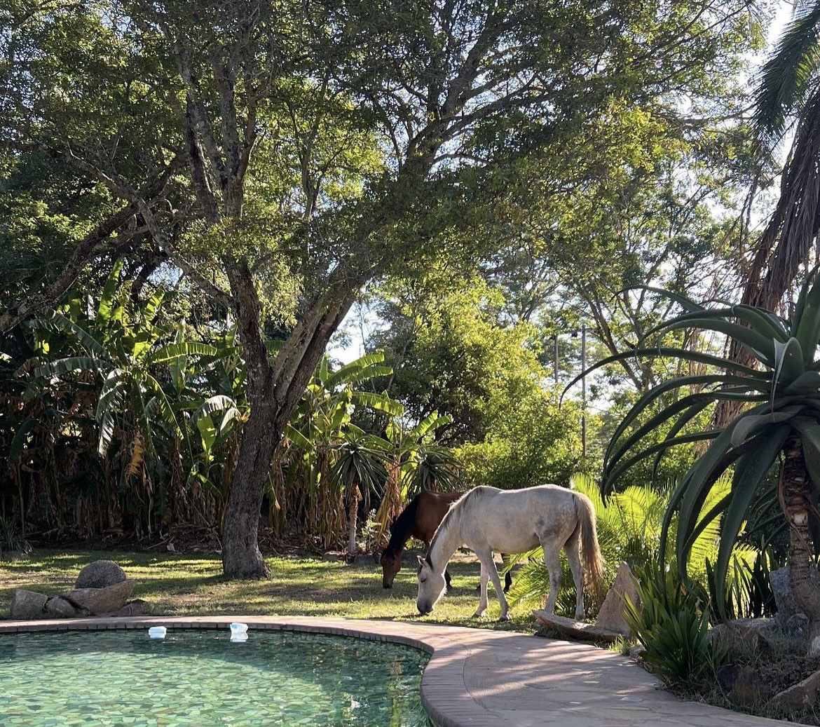 Visiting Imire in Zimbabwe and volunteering with horses and wild ...