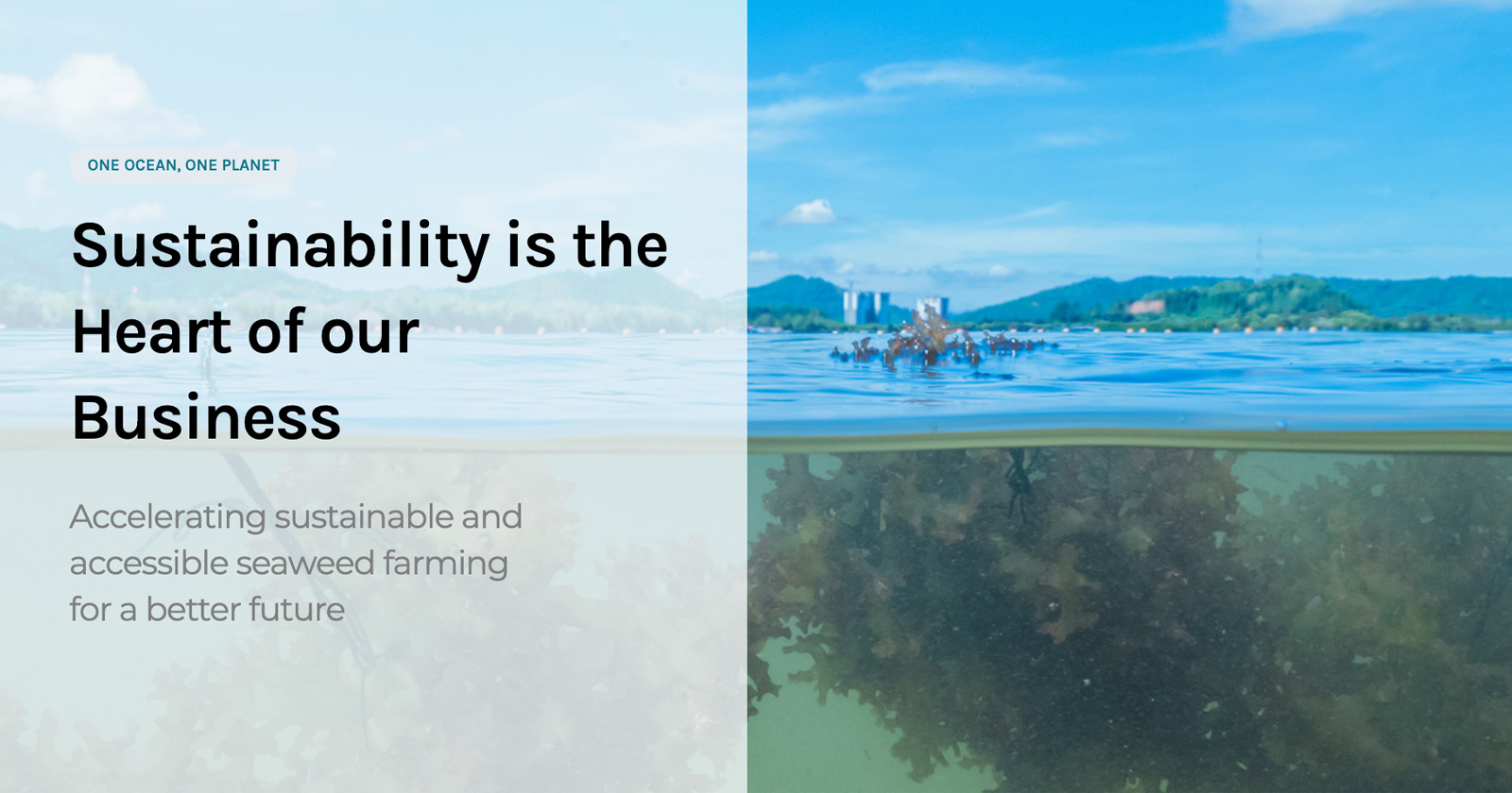 Accelerating sustainable seaweed farming for the climate