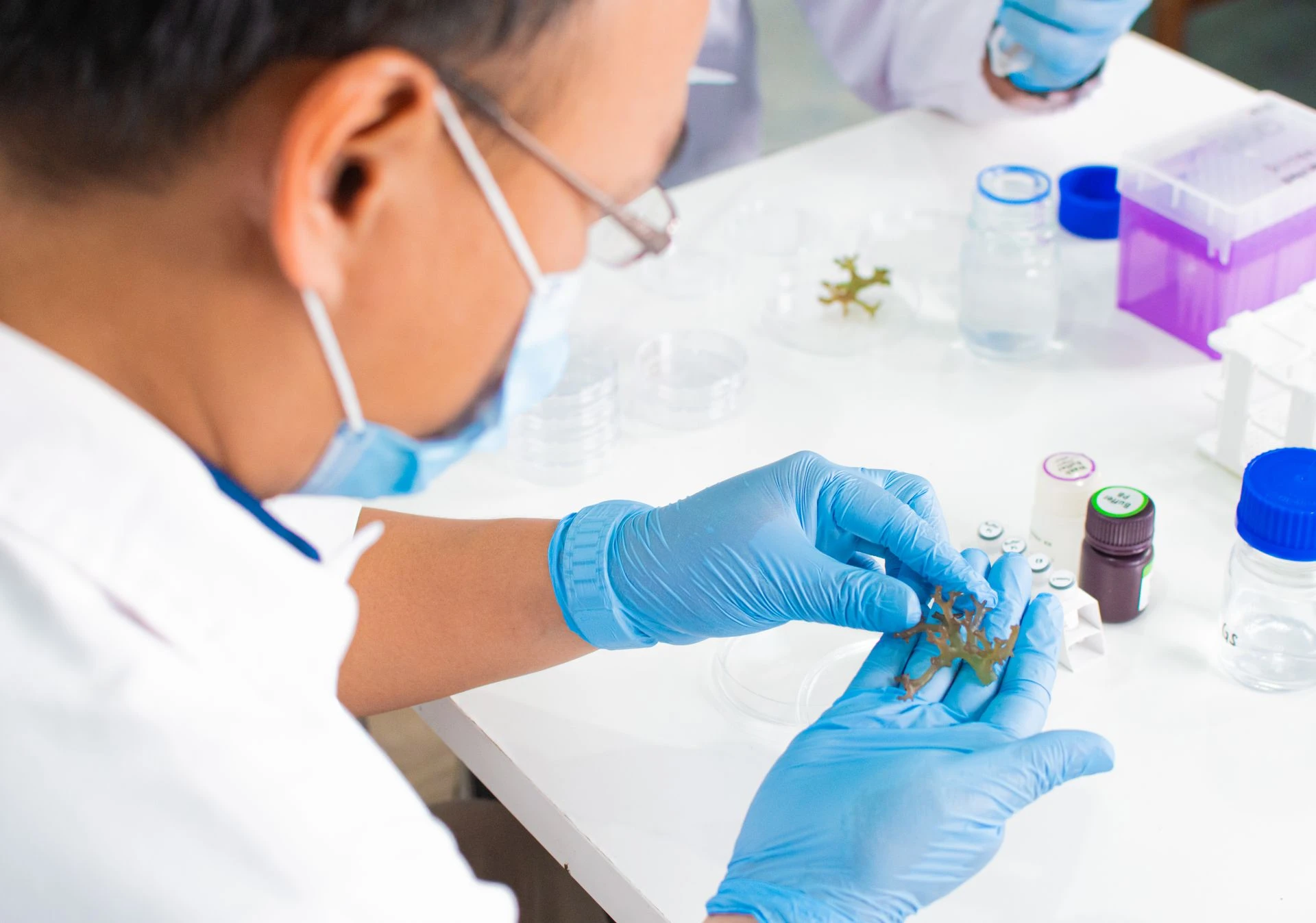 SEADLING: Seaweed farming with a regenerative mission