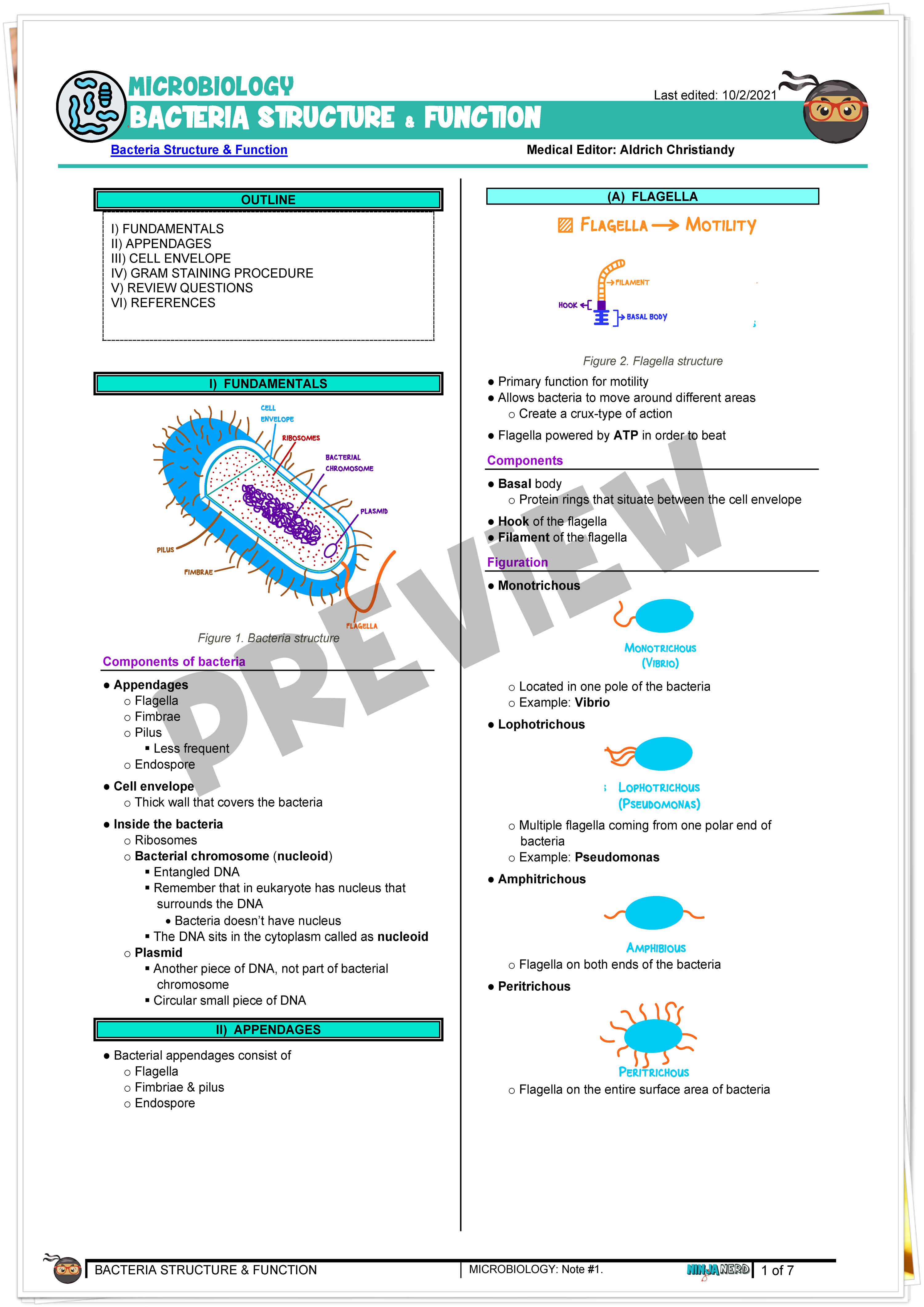 Bacteria | Structure and Function - Notes - NinjaNerd Medicine