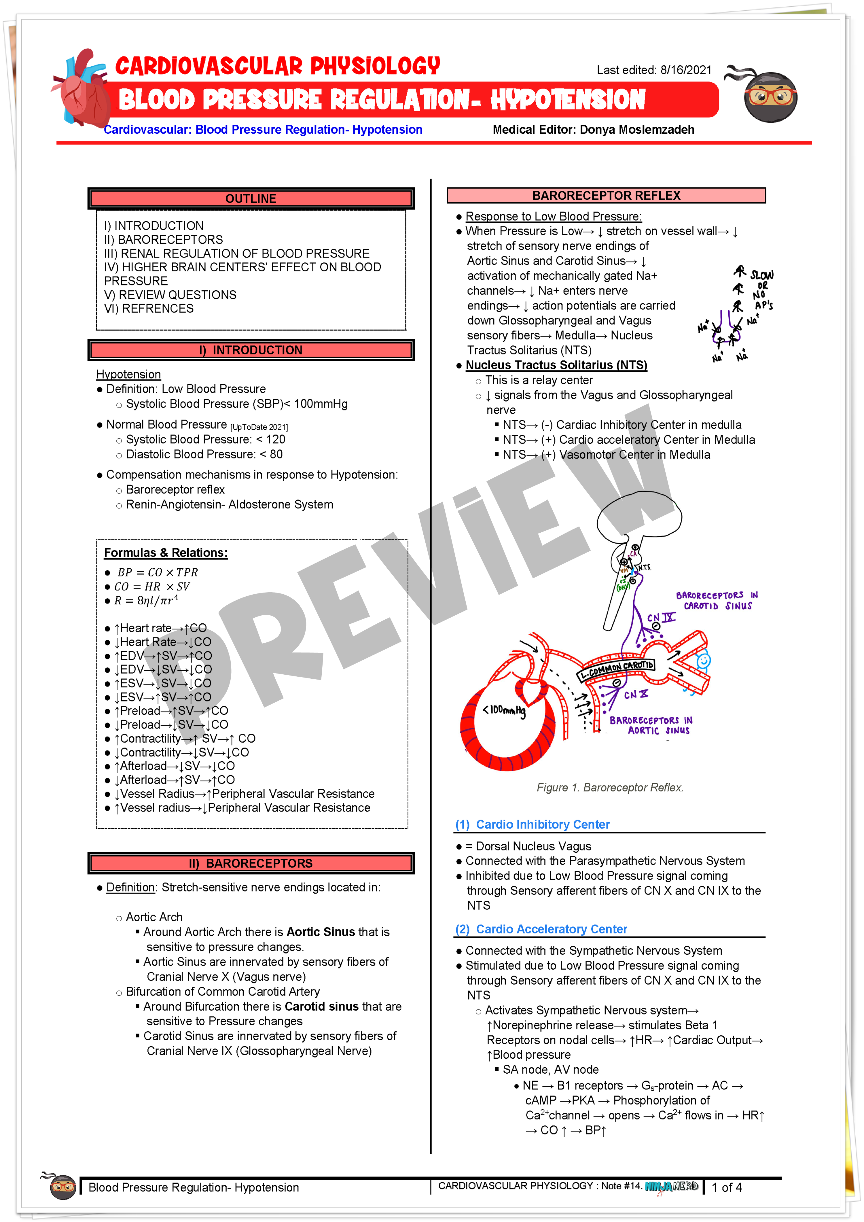 Blood Pressure Regulation | Hypotension - Notes - NinjaNerd Medicine