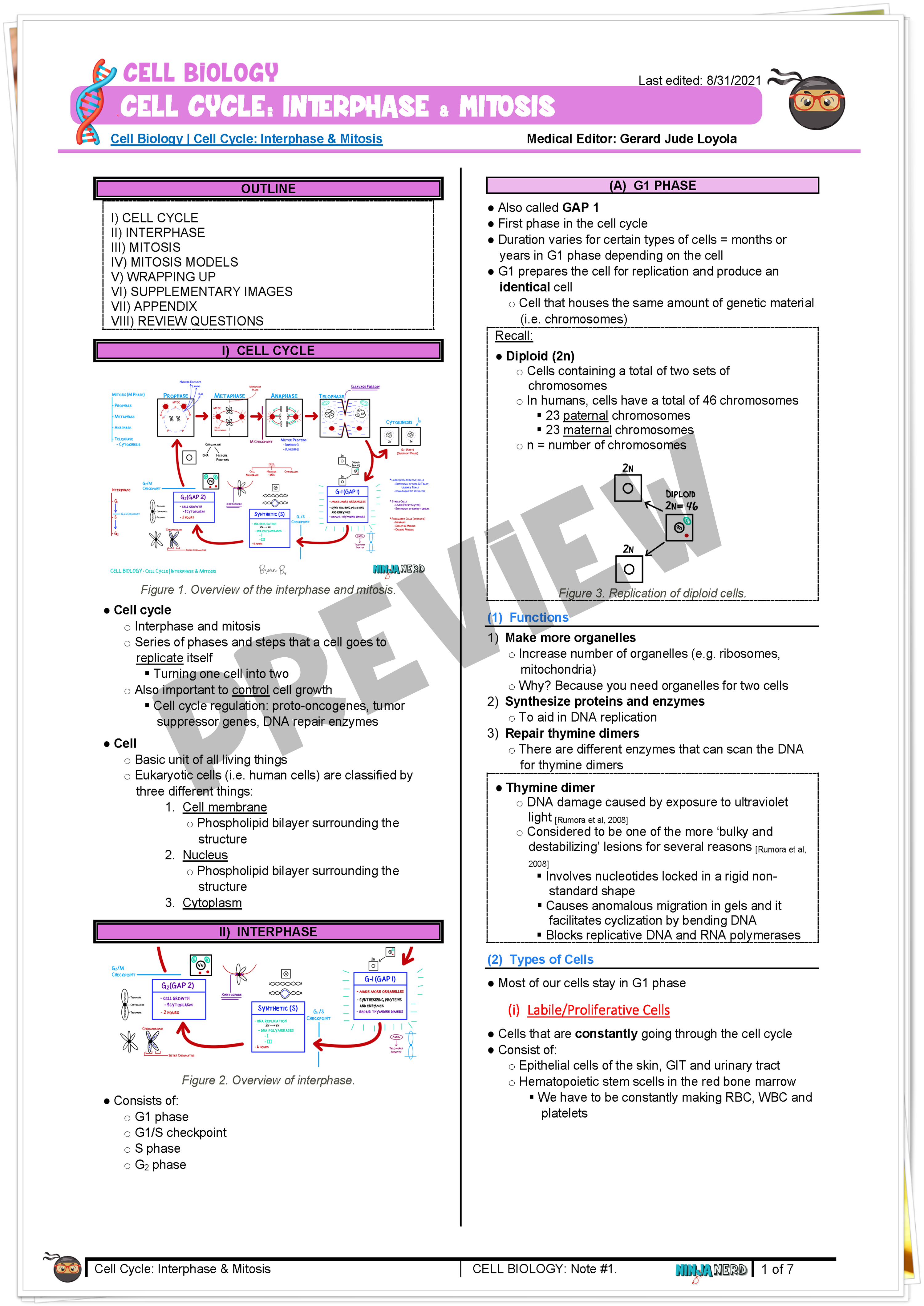 Cell Cycle: Interphase & Mitosis - Notes - NinjaNerd Medicine