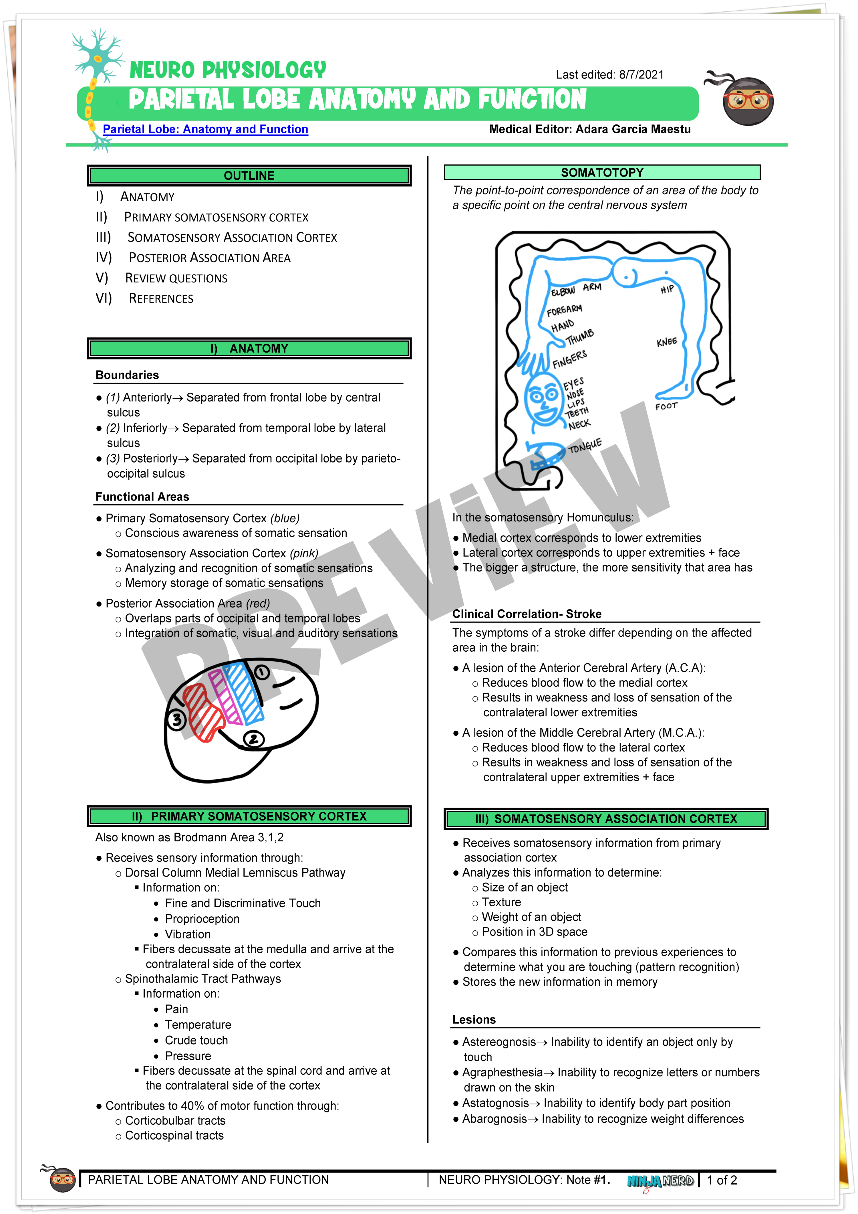 Cerebrum: Parietal Lobe Anatomy & Function - Notes - NinjaNerd Medicine