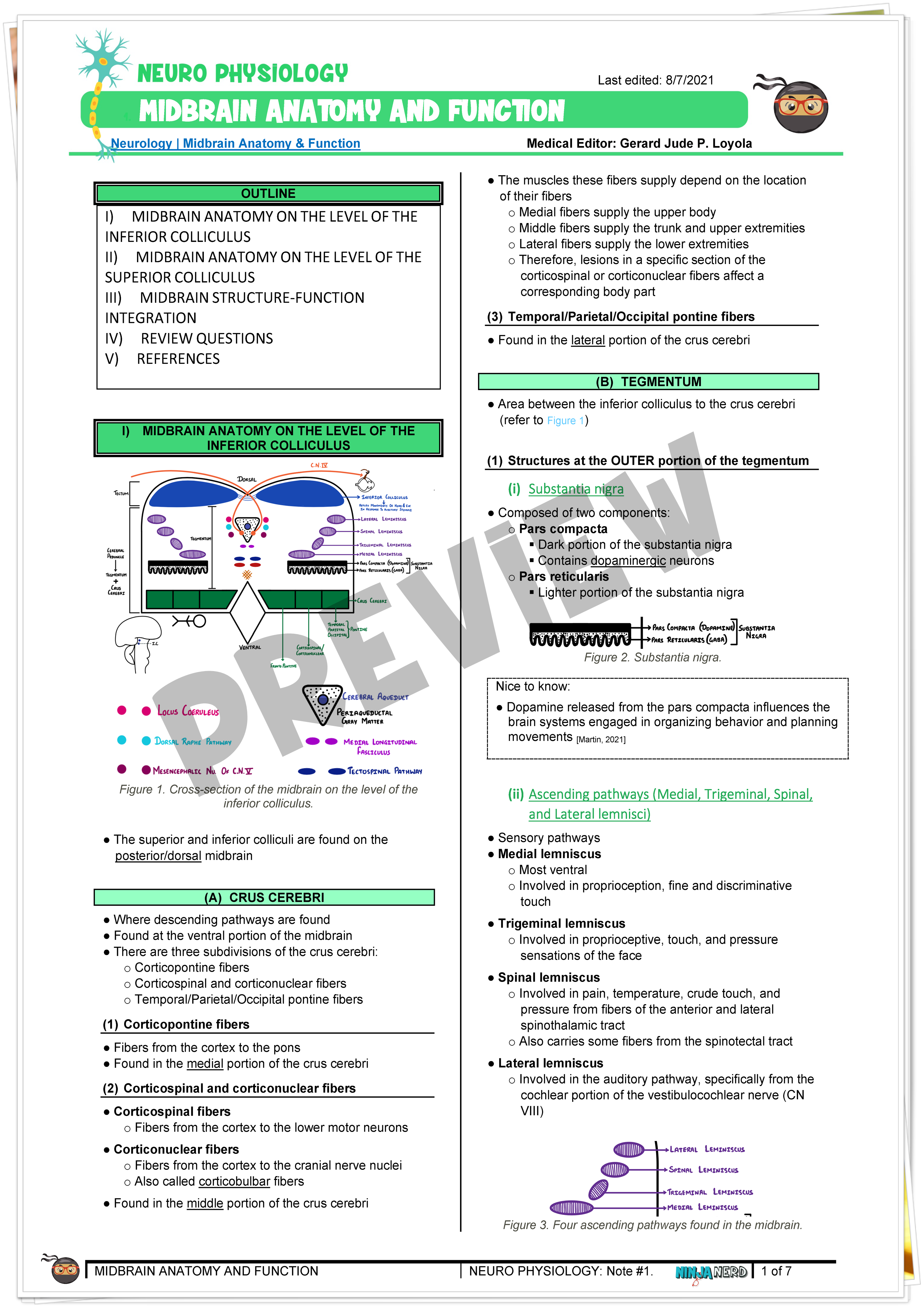 Midbrain Anatomy & Function - Notes - NinjaNerd Medicine