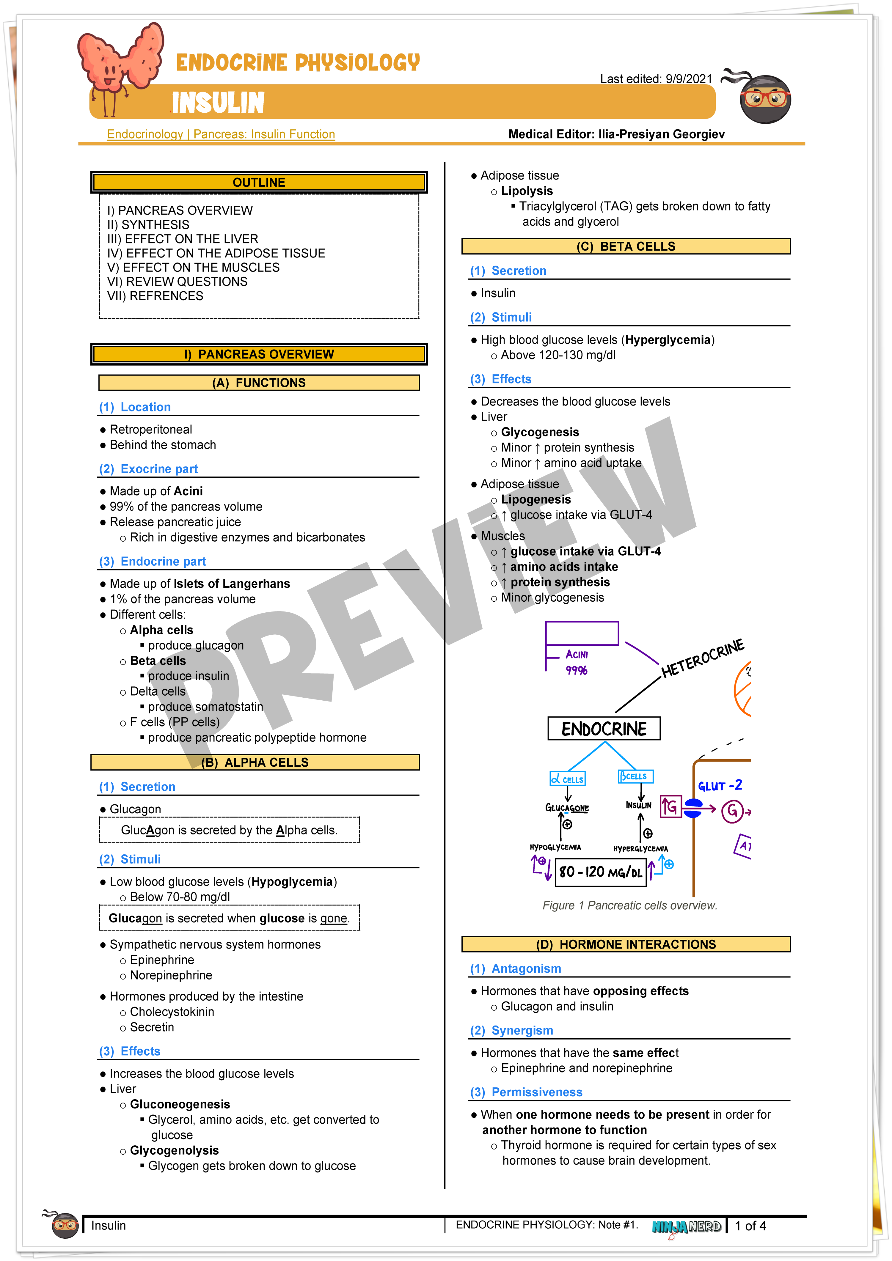 Pancreas: Insulin Function - Notes - NinjaNerd Medicine