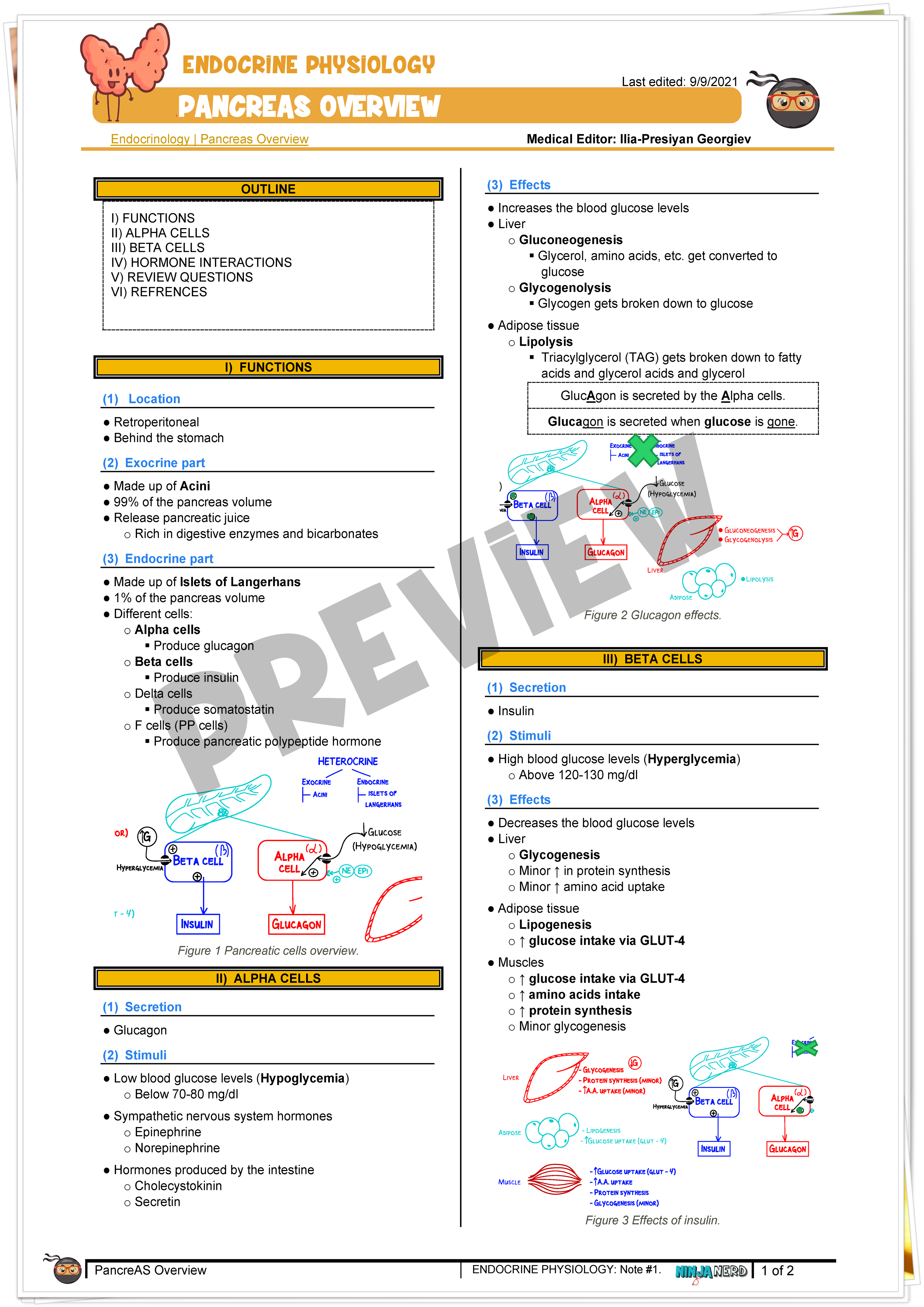 Pancreas: Overview - Notes - NinjaNerd Medicine