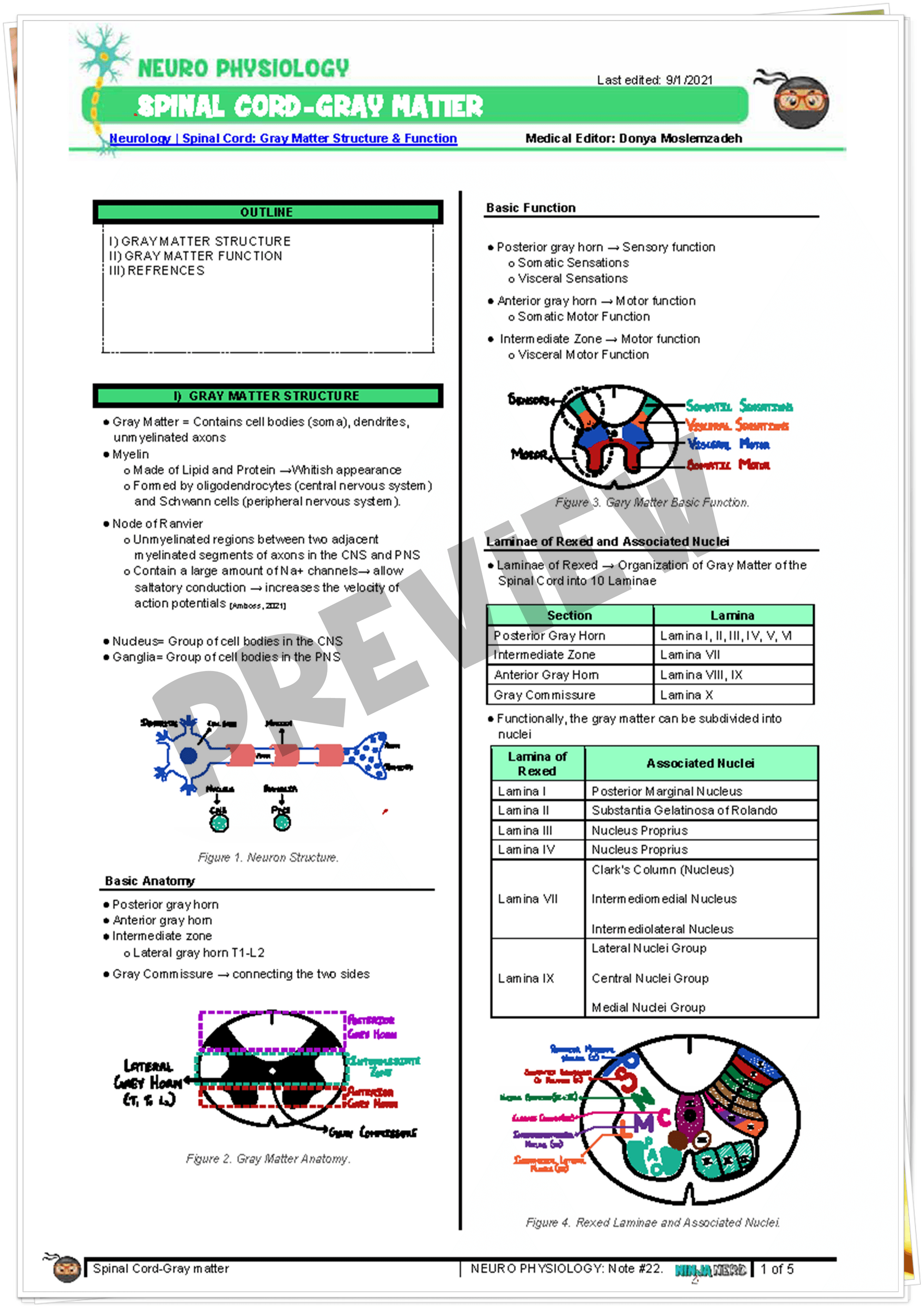Spinal Cord: Gray Matter Structure & Function - Notes - NinjaNerd Medicine