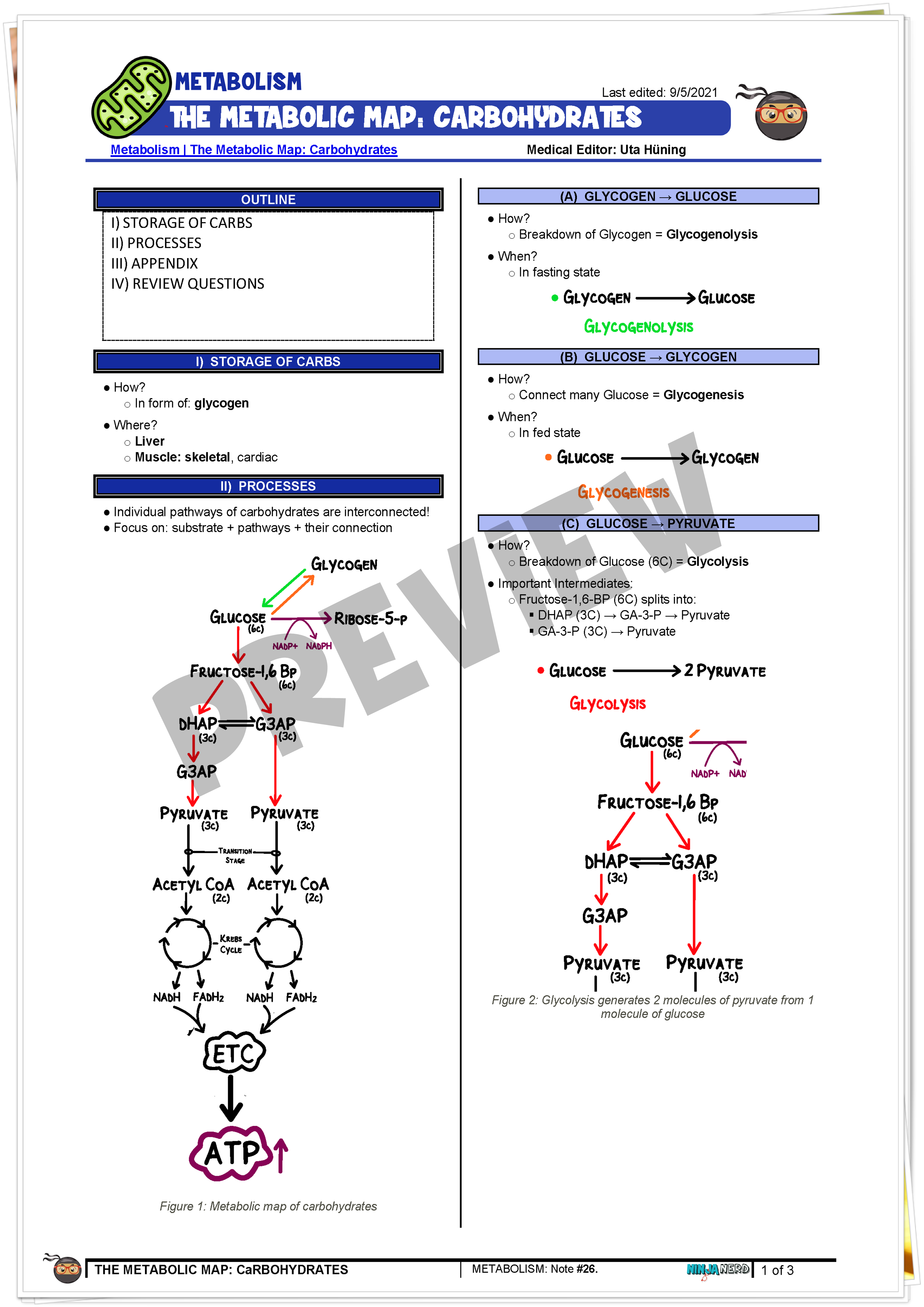 The Metabolic Map: Carbohydrates - Notes - NinjaNerd Medicine