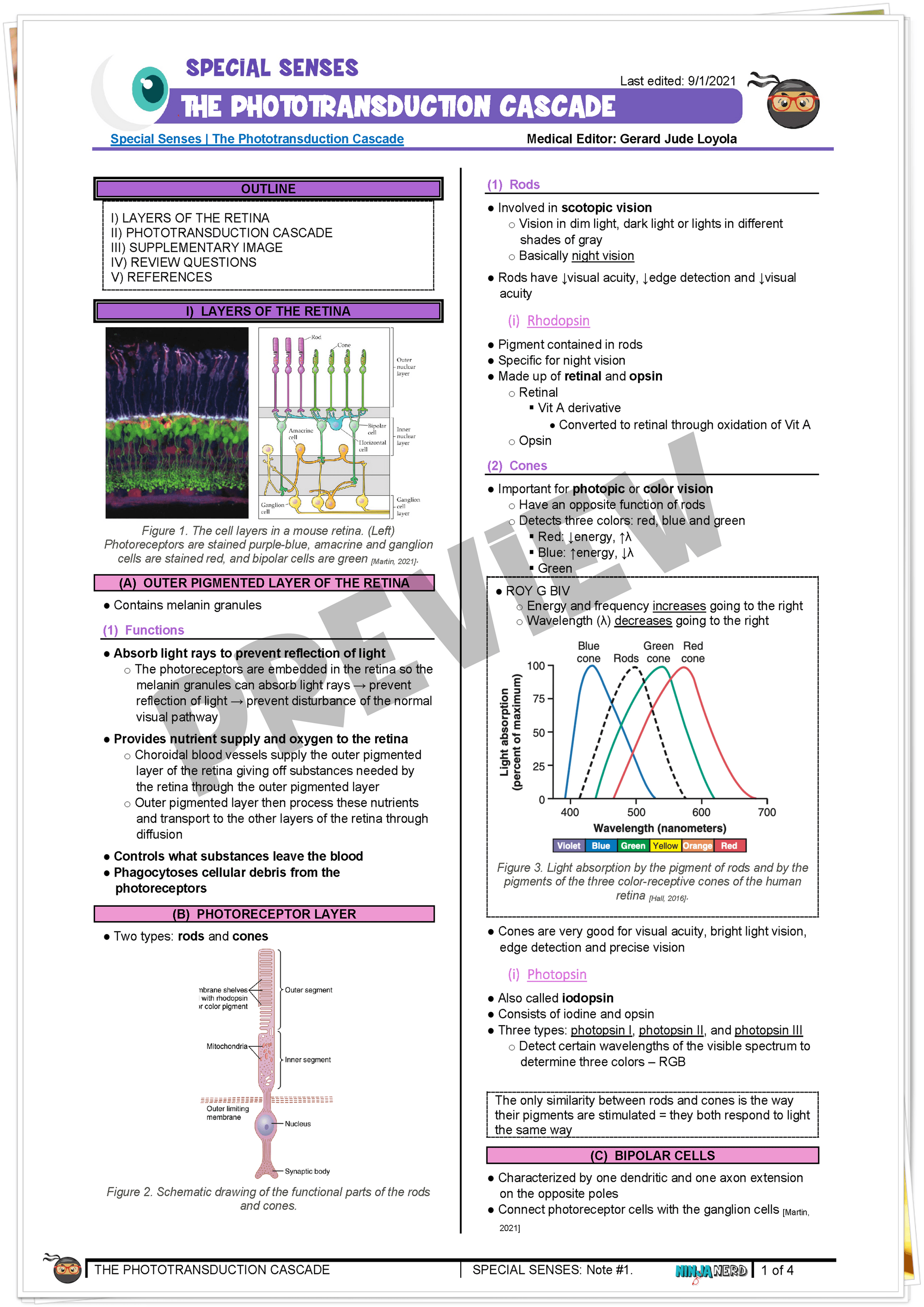 The Phototransduction Cascade - Notes - NinjaNerd Medicine
