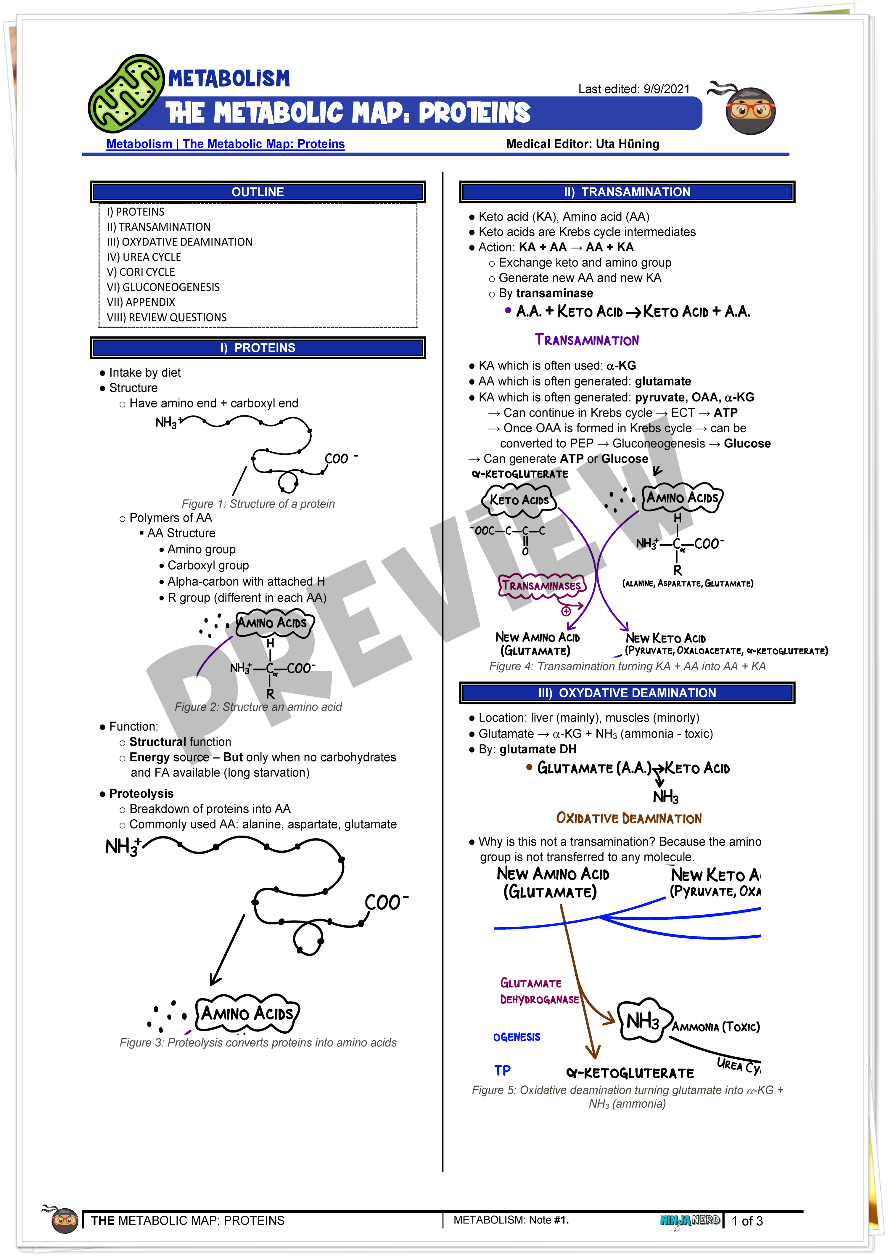 The Metabolic Map: Proteins - Notes - NinjaNerd Medicine