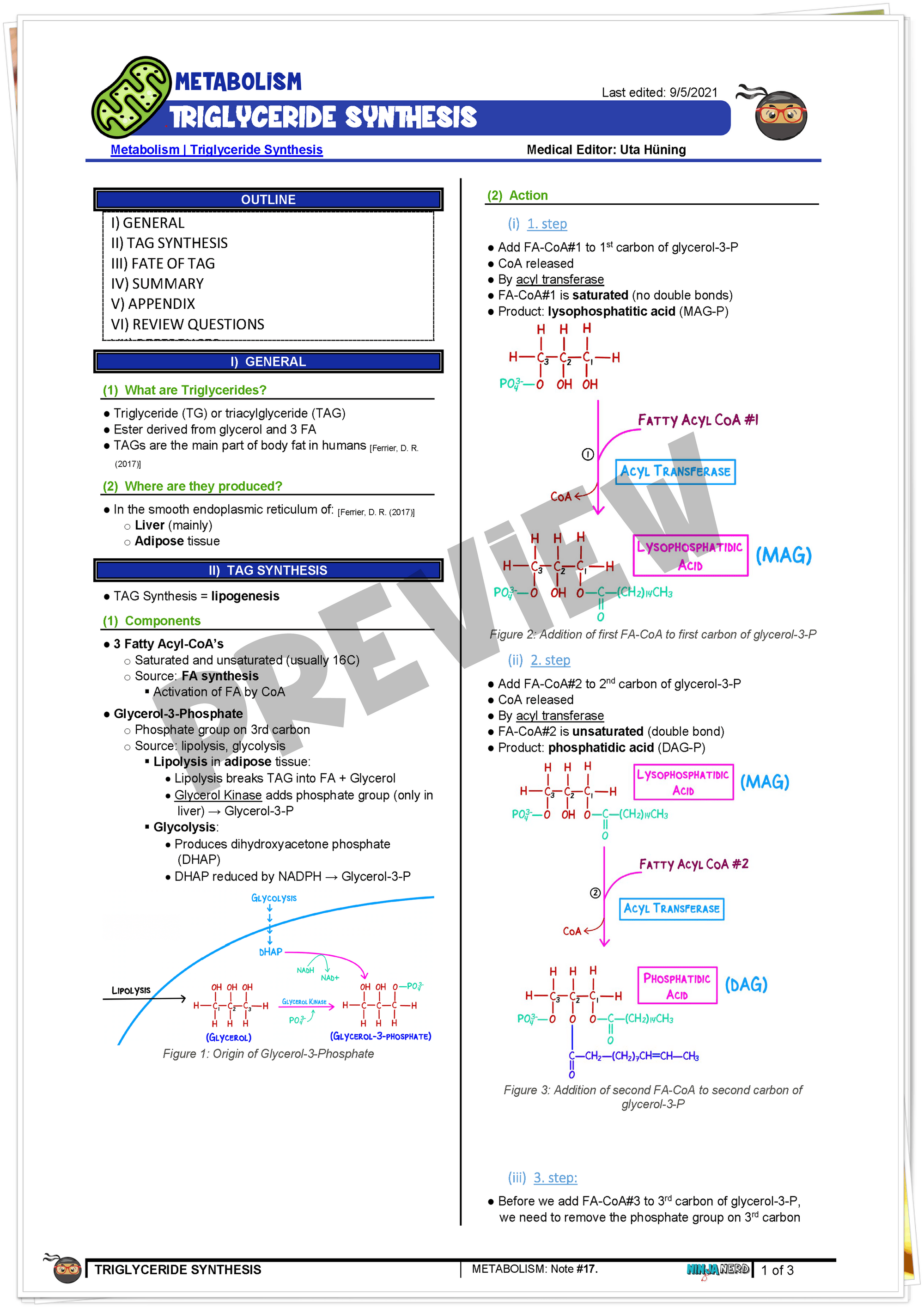 Triglyceride Synthesis - Notes - NinjaNerd Medicine