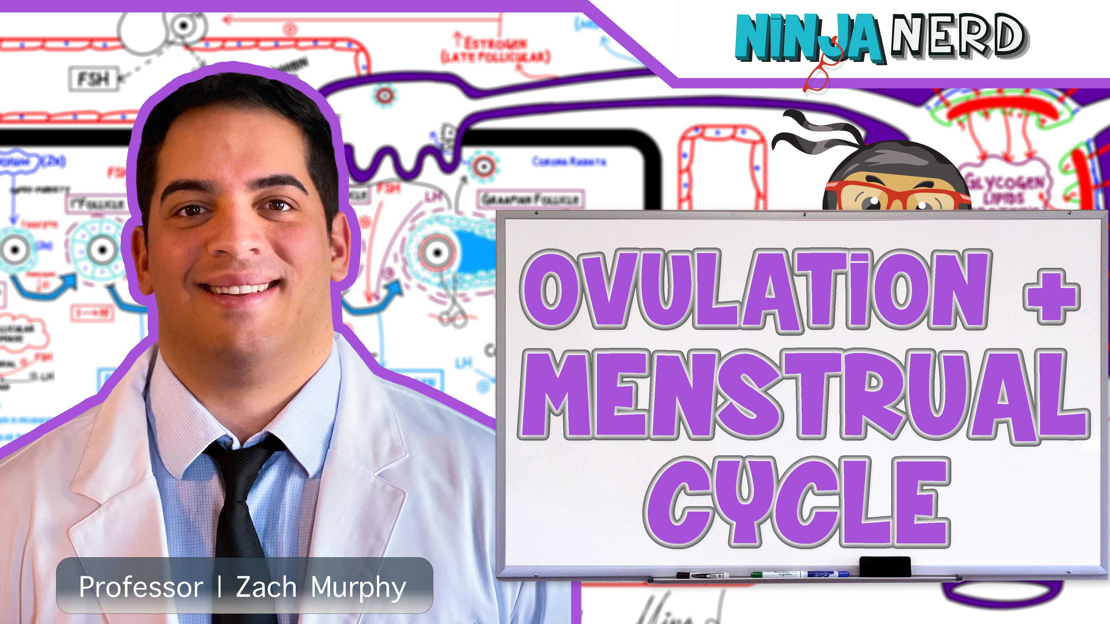 Female Reproductive Cycle | Ovulation & Menstrual Cycle: Overview ...