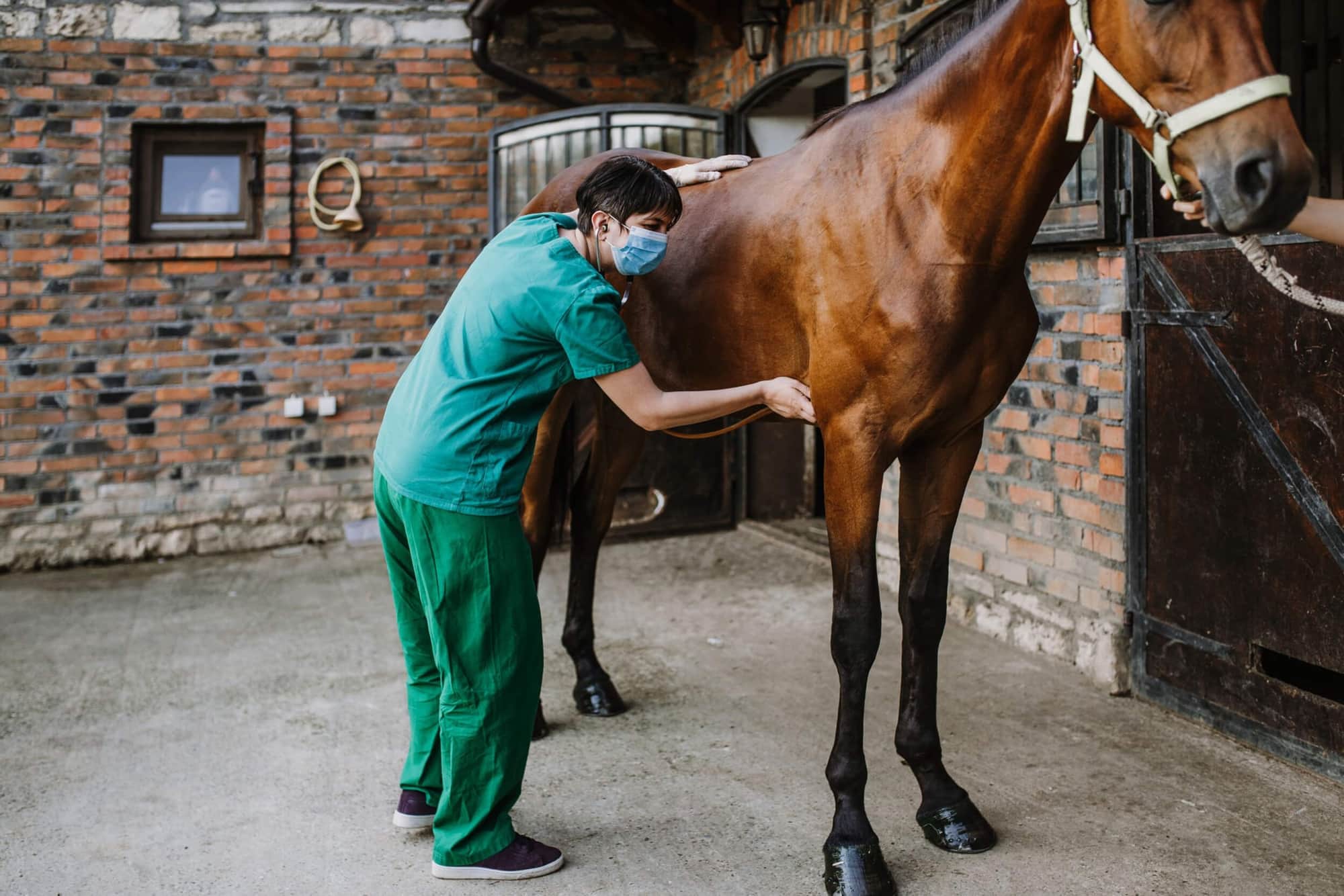 Rheumocam® Oral Suspension Horse - Chanelle Pharma