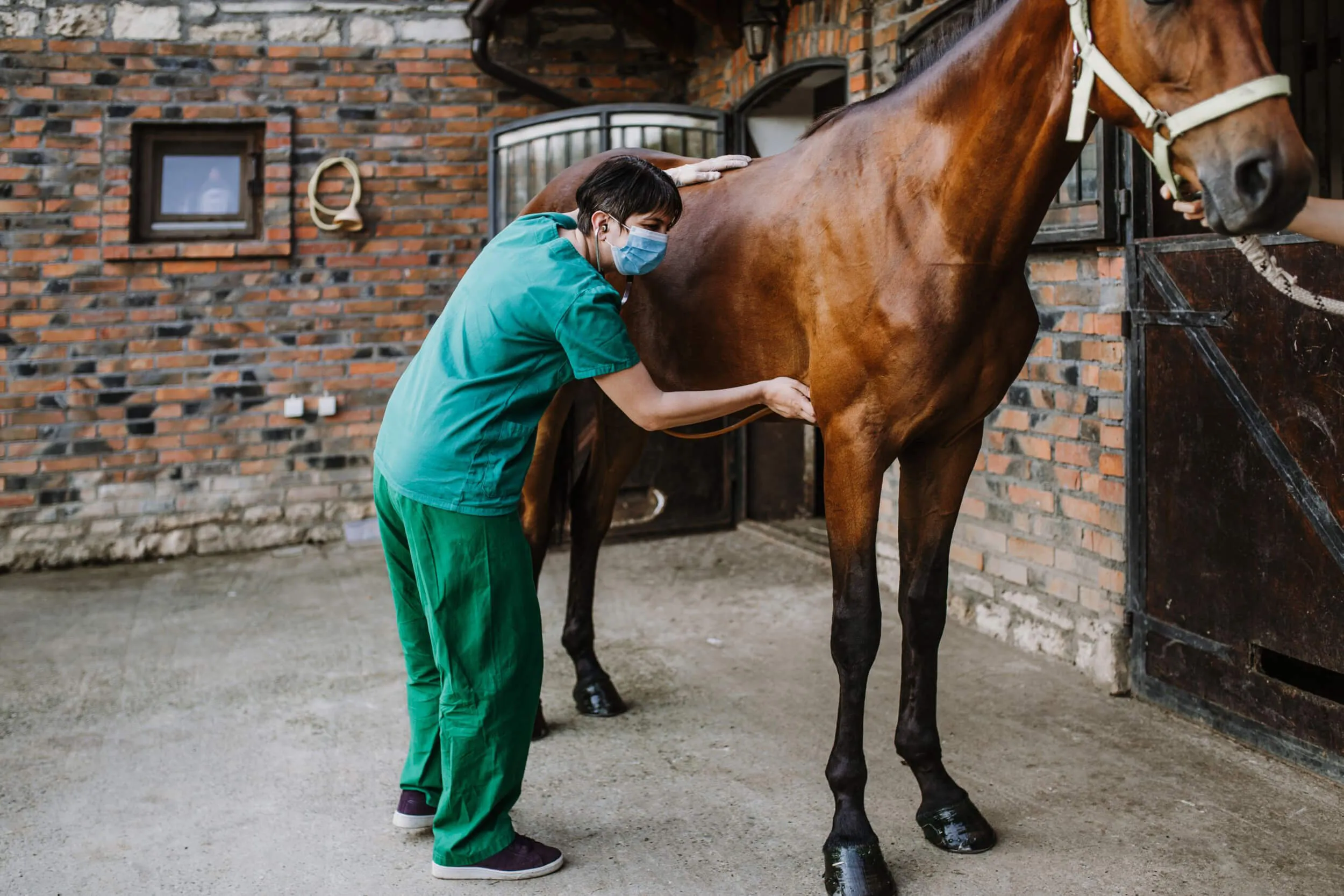 Rheumocam® Oral Suspension Cat - Chanelle Pharma