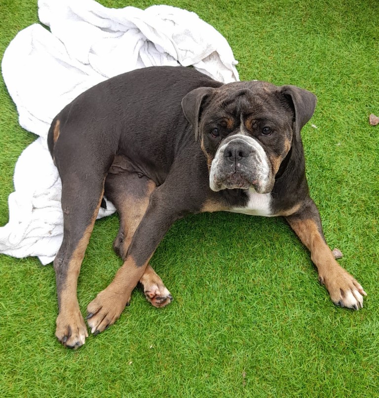 Our Dogs - Narla: 2318