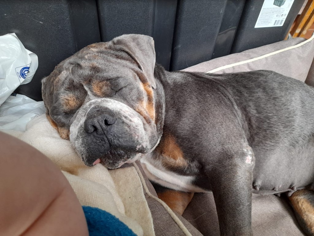 Our Dogs - Narla: 2318